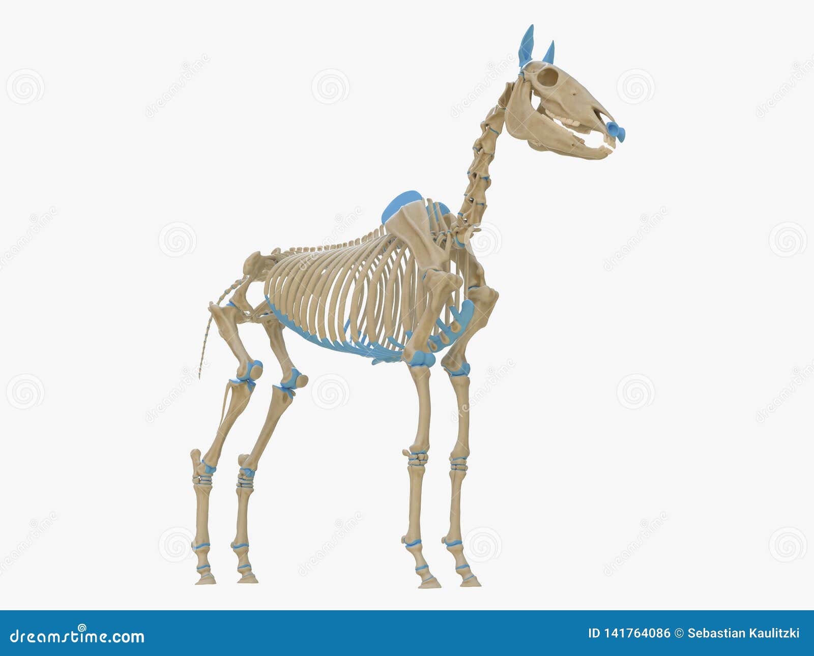 Horse Skeleton With Animal Skeletal System And Bone Anatomy Outline ...
