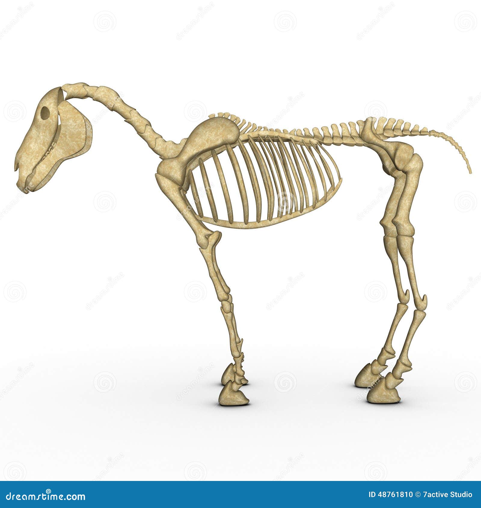 Horse Skeleton stock illustration. Illustration of organs - 48761810