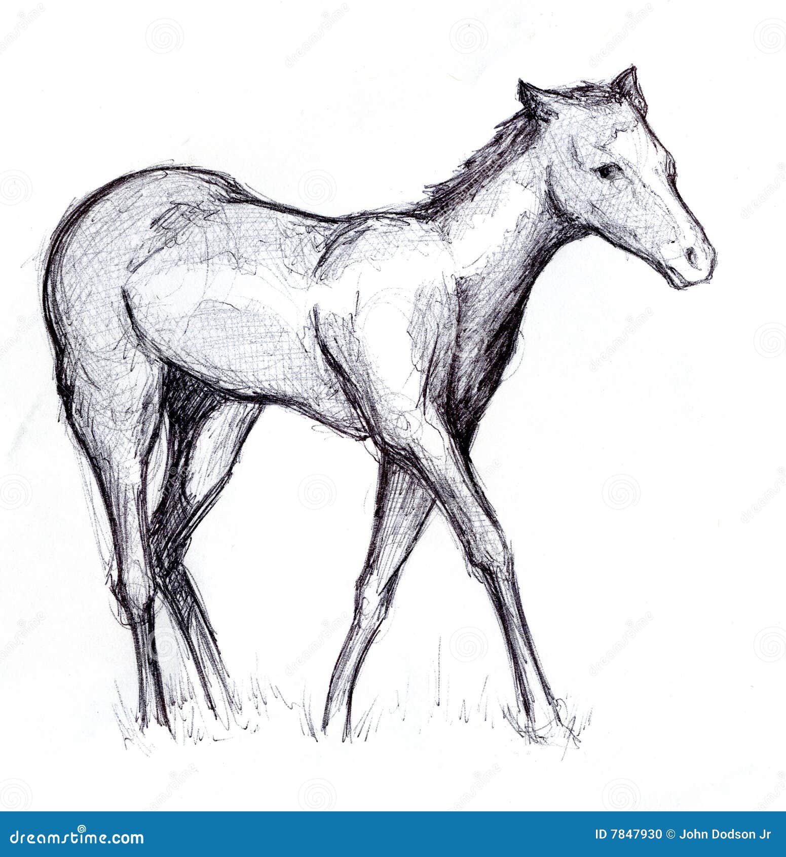 Young Colt Horse Animal Vector Illustration Transparent Background ...