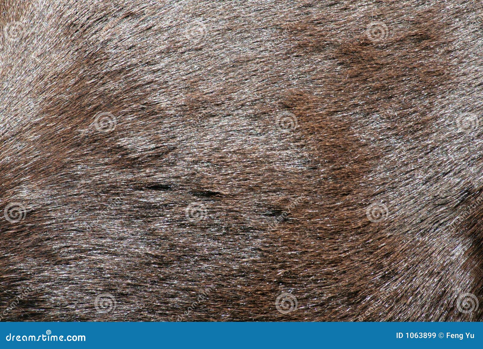Horse Hair Texture Background Royalty-Free Stock Photo | CartoonDealer ...