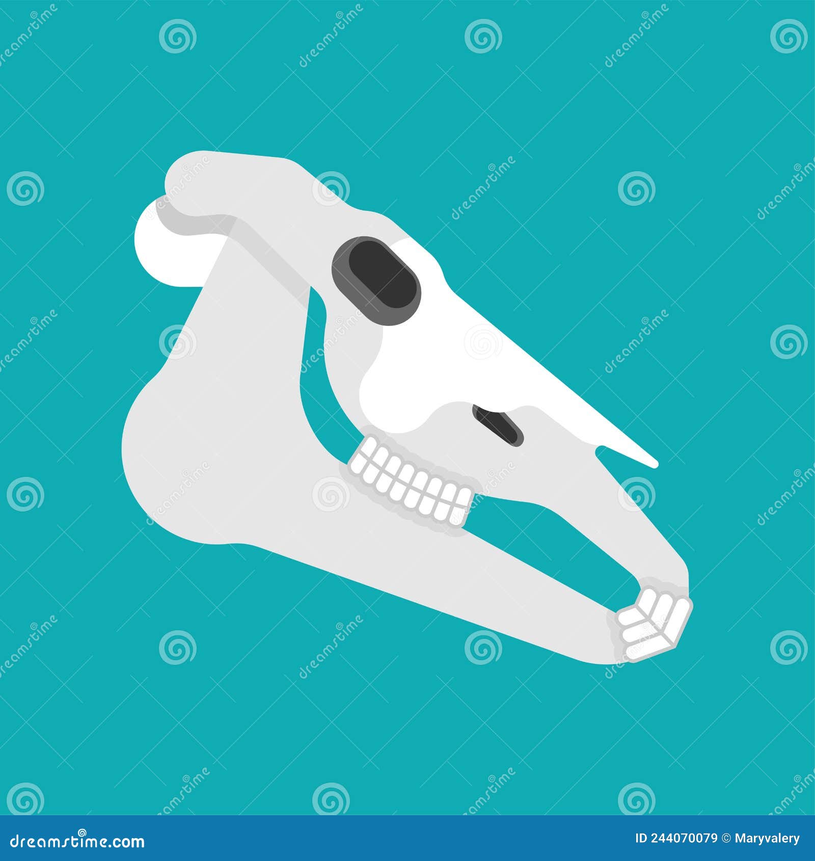 Horse Skull Isolated. Horse Cranium Vector Illustration Stock Vector ...