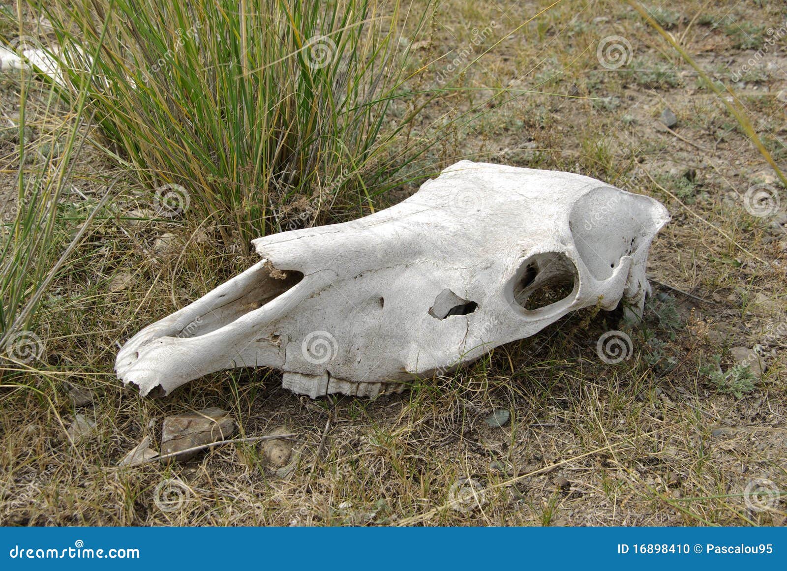 Horse skull, Mongolia stock photo. Image of mongolian - 16898410