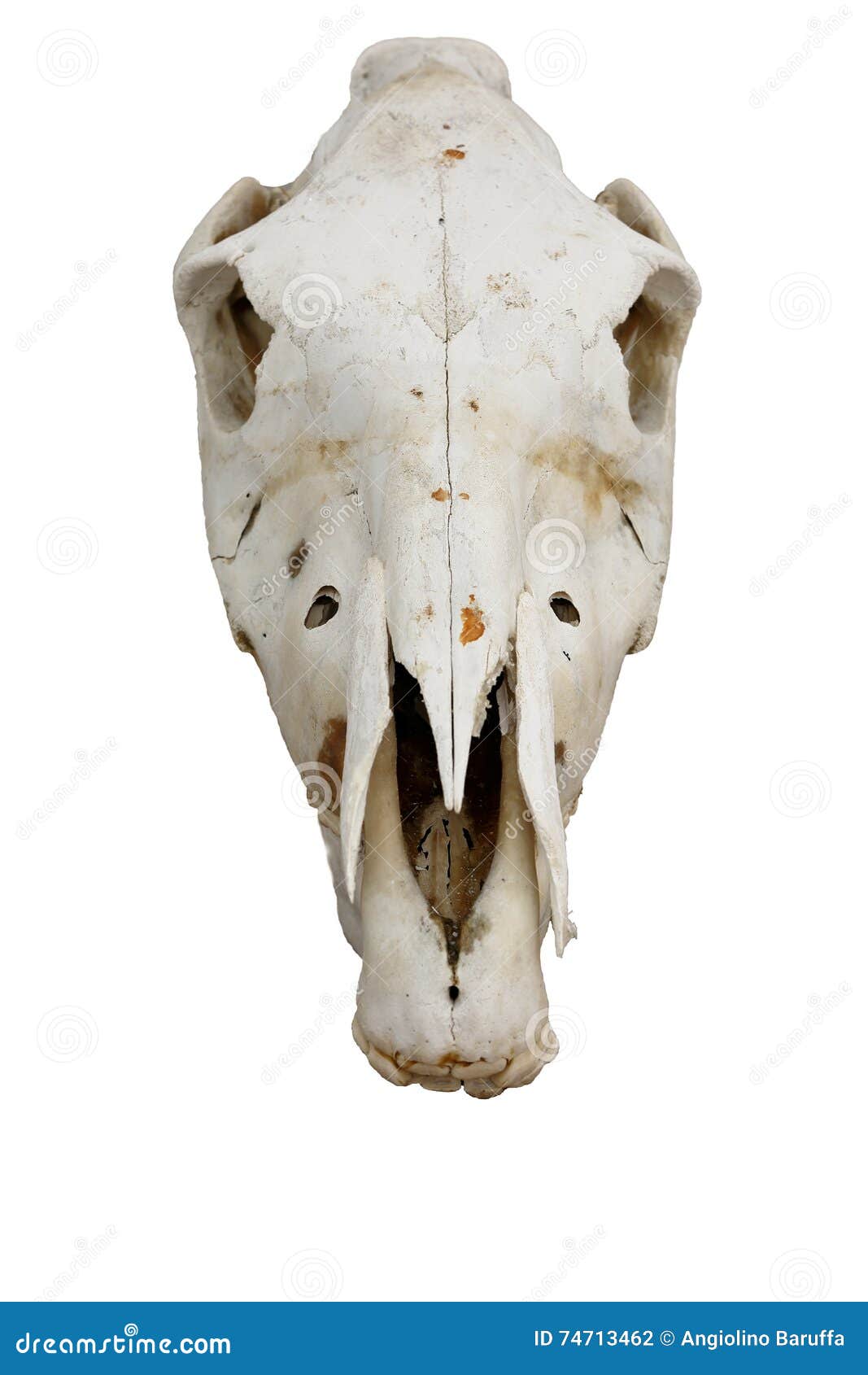Horse Skull And Bones Royalty-Free Stock Photo | CartoonDealer.com ...