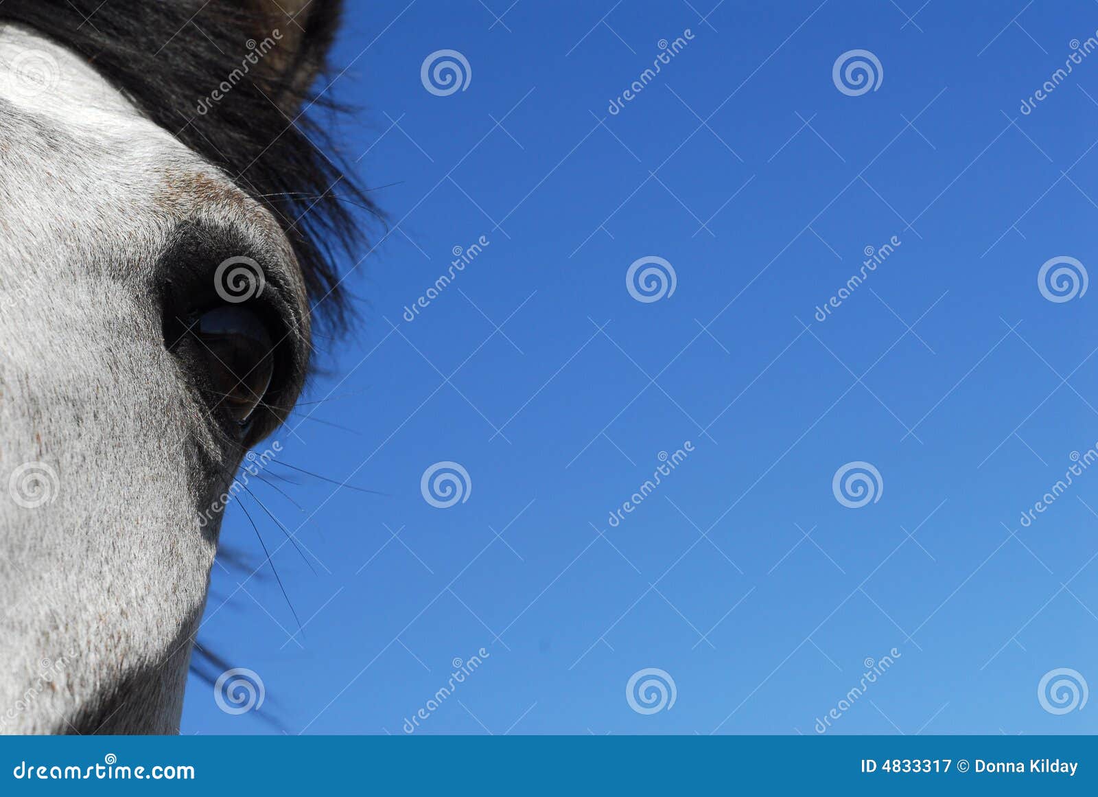 Horse And Sky Picture. Image: 4833317