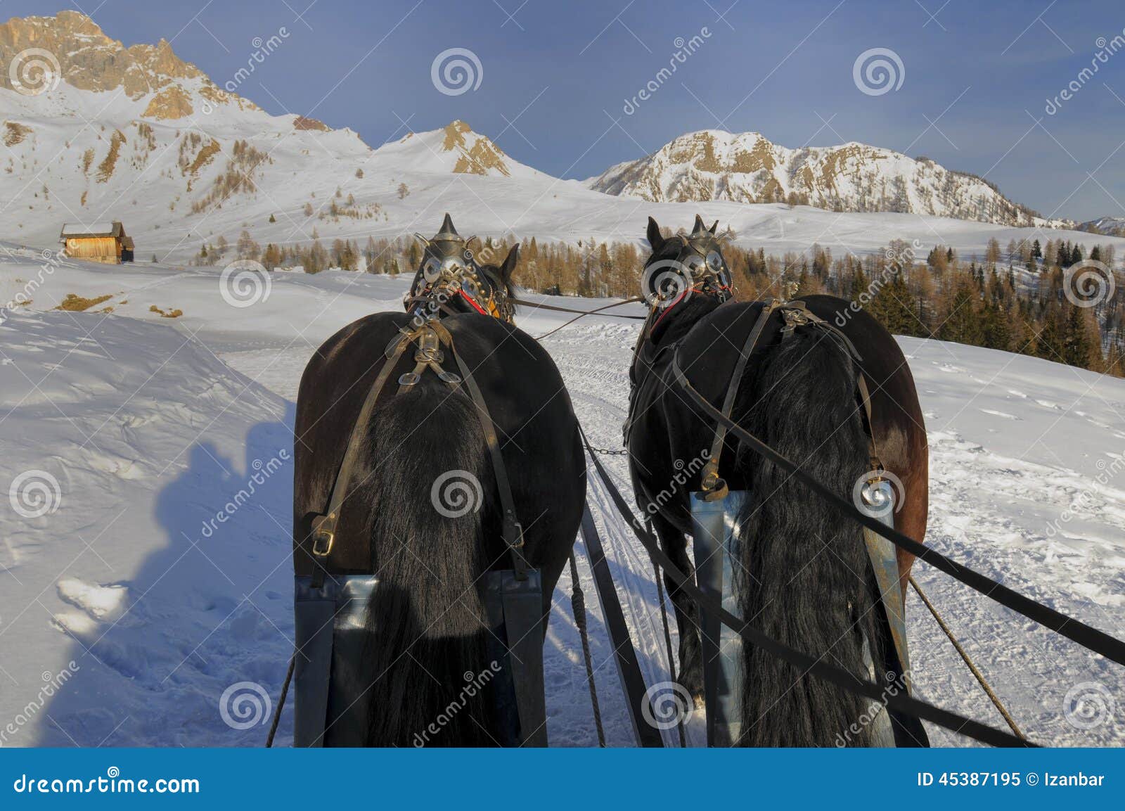 Horse sled on the snow stock image. Image of rural, cildir - 45387195