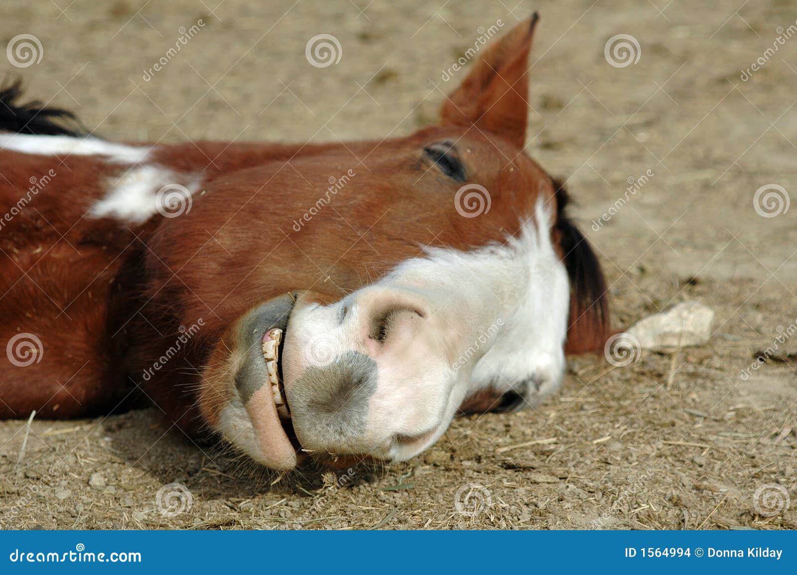 Horse Sleeping stock photo. Image of naptime, sleeping - 1564994