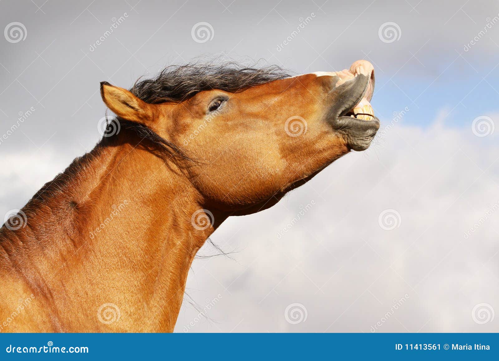 Horse smile stock image. Image of farm, livestock, horse - 11413561