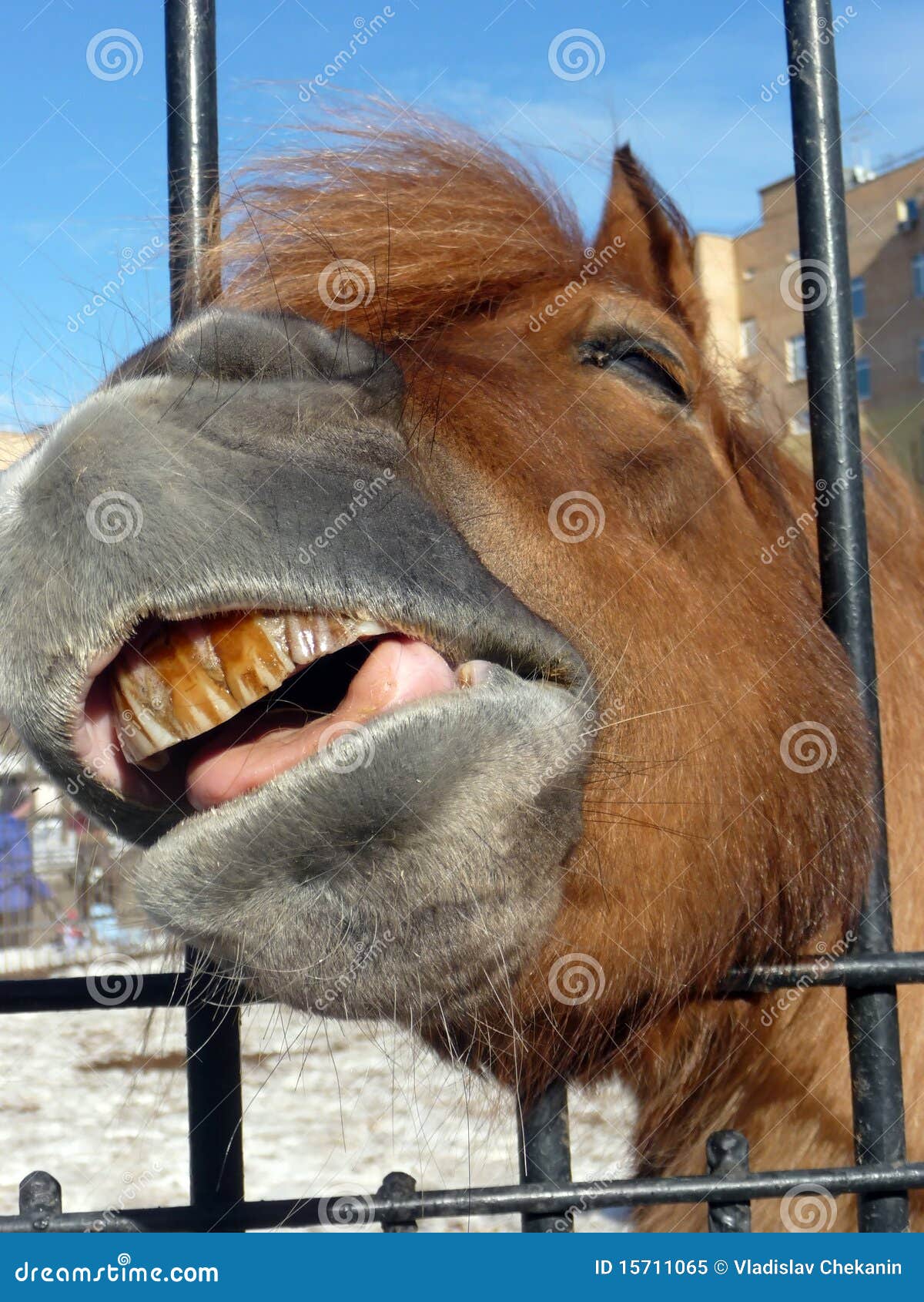 Horse smile stock image. Image of cute, face, neigh, look - 15711065