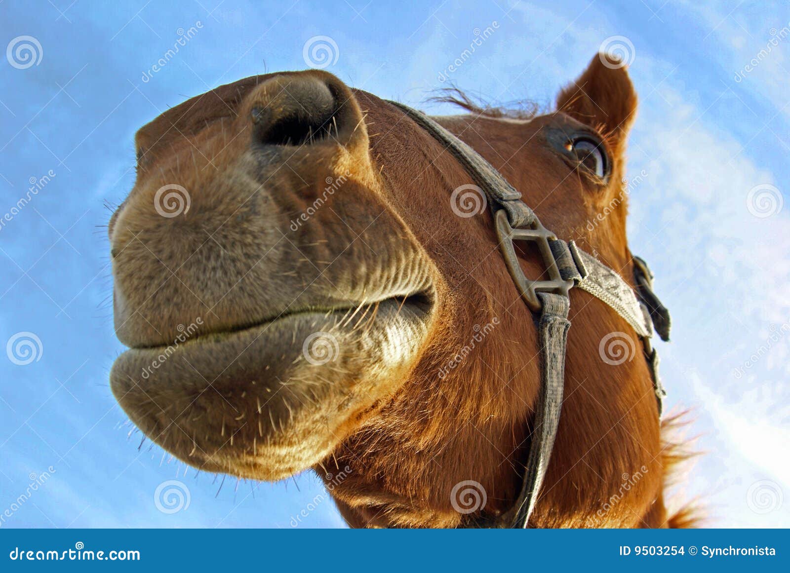 Horse smile, close-up stock photo. Image of clouds, animal - 9503254