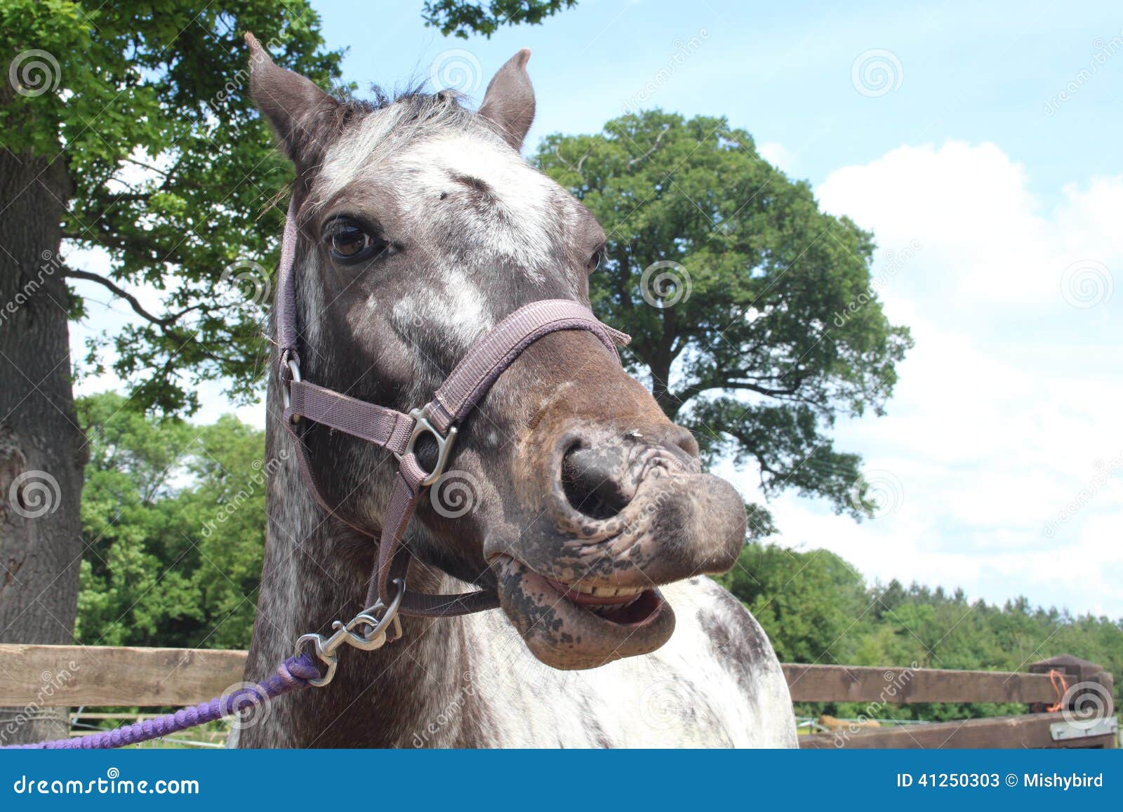 A horse smiling stock image. Image of stable, yawn, laughing - 41250303