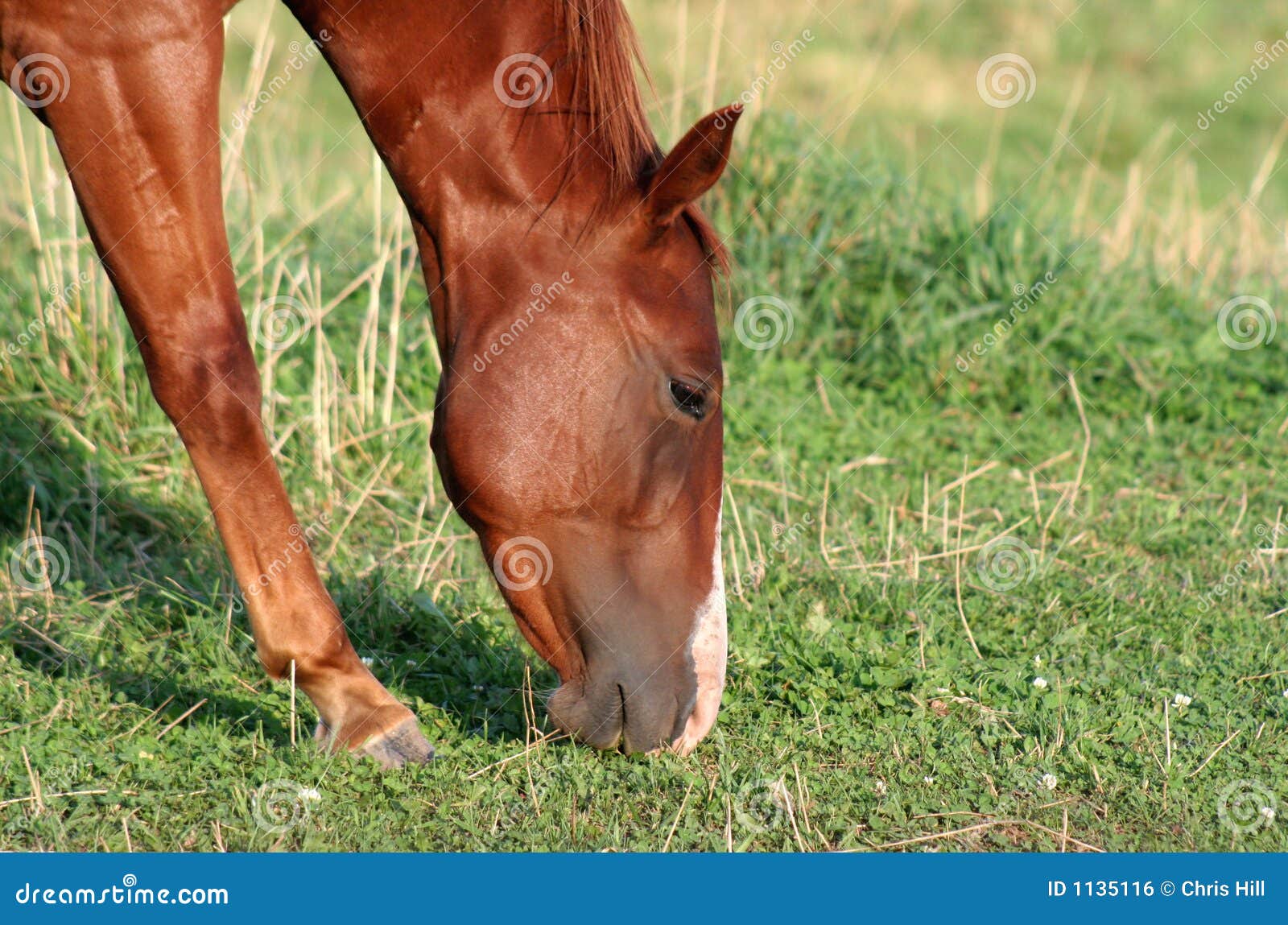 Horse Snack stock photo. Image of beautiful, hoofs, green - 1135116