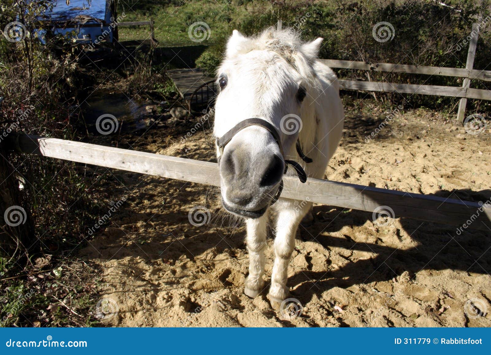 Horse Snout Picture. Image: 311779