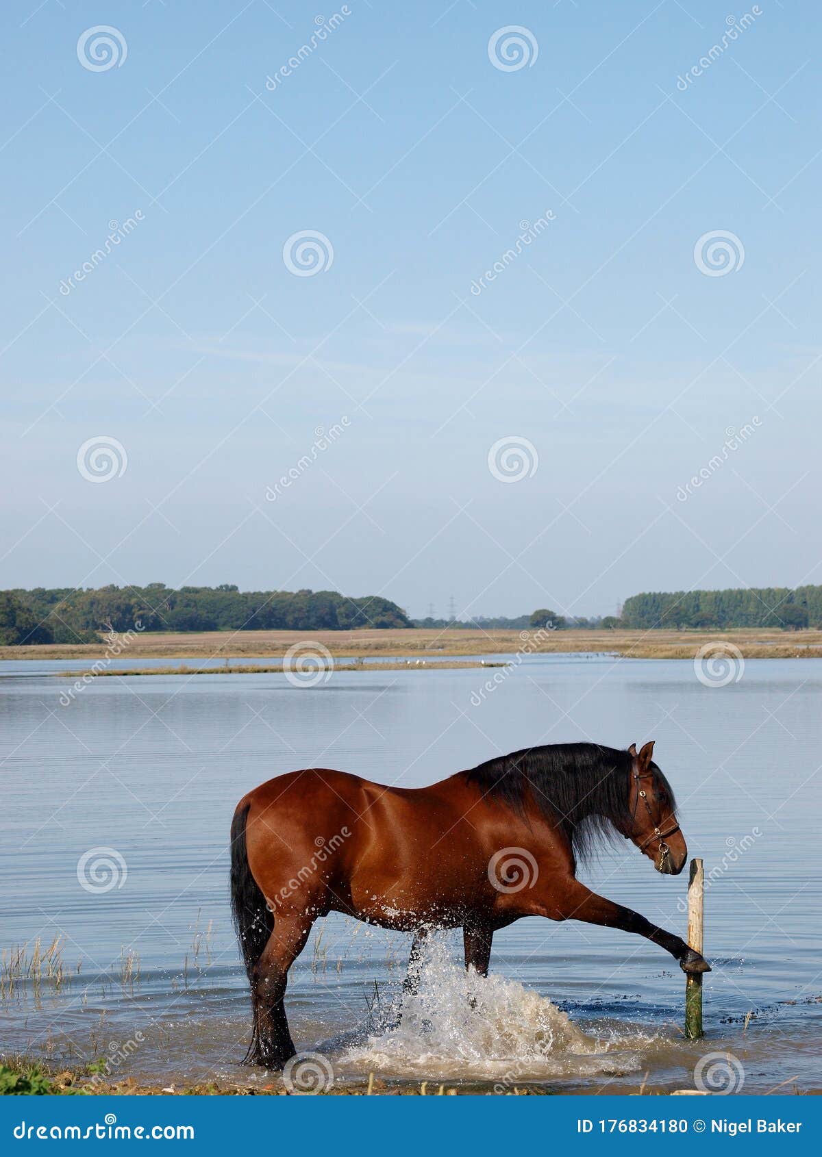 Horse Splashing in River stock photo. Image of pony - 176834180