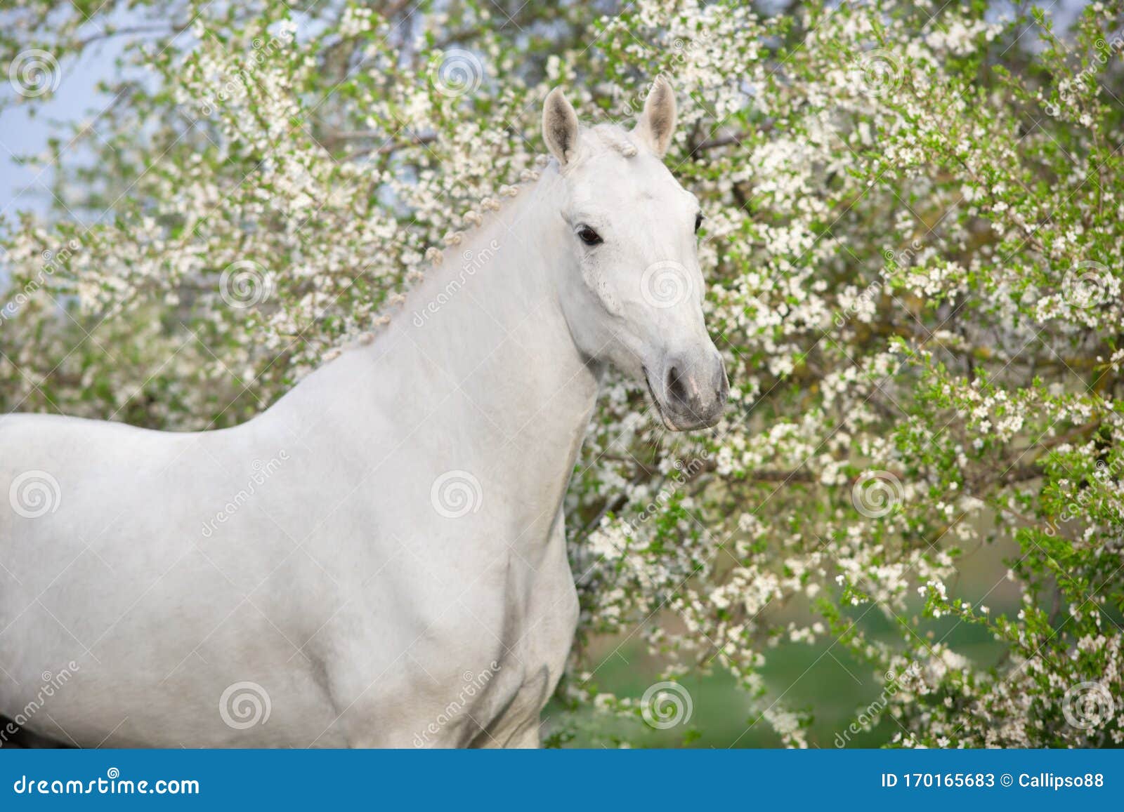 White Horse in Spring Garden Stock Image - Image of breed, mare: 170165683