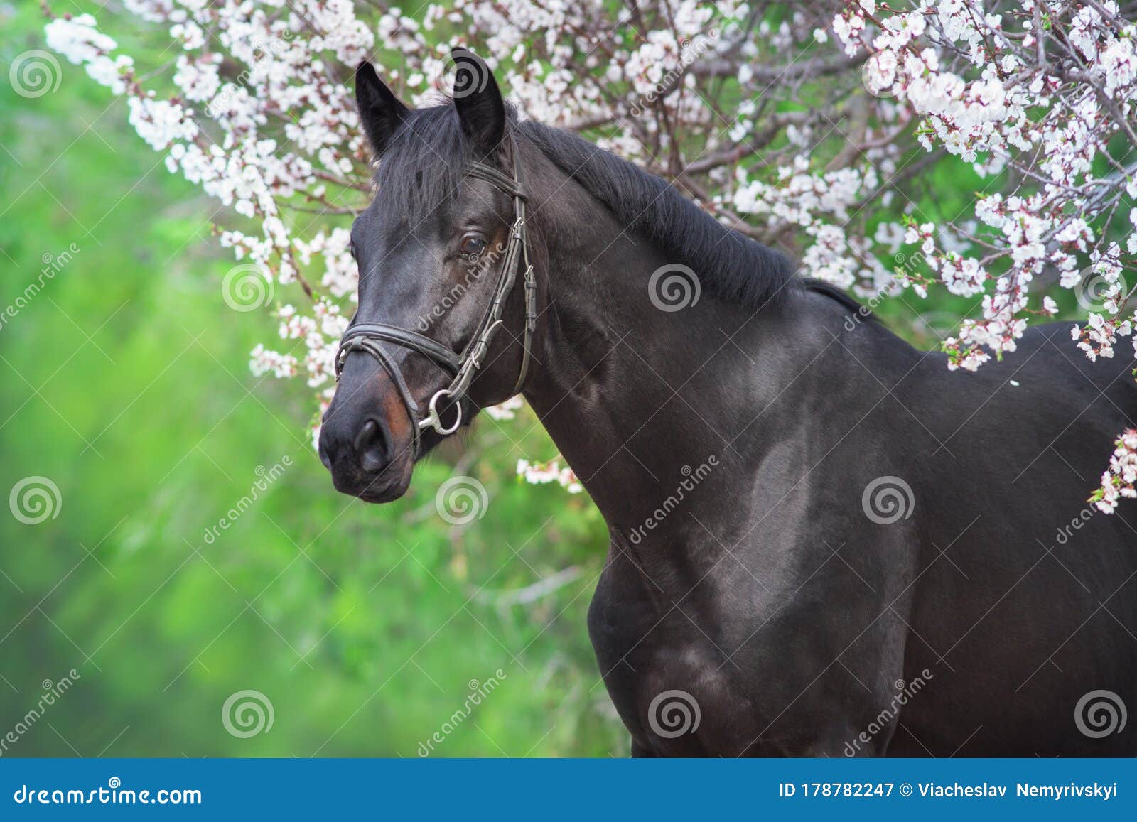 Horse in Spring Blossom Tree Stock Image - Image of garden, animal ...