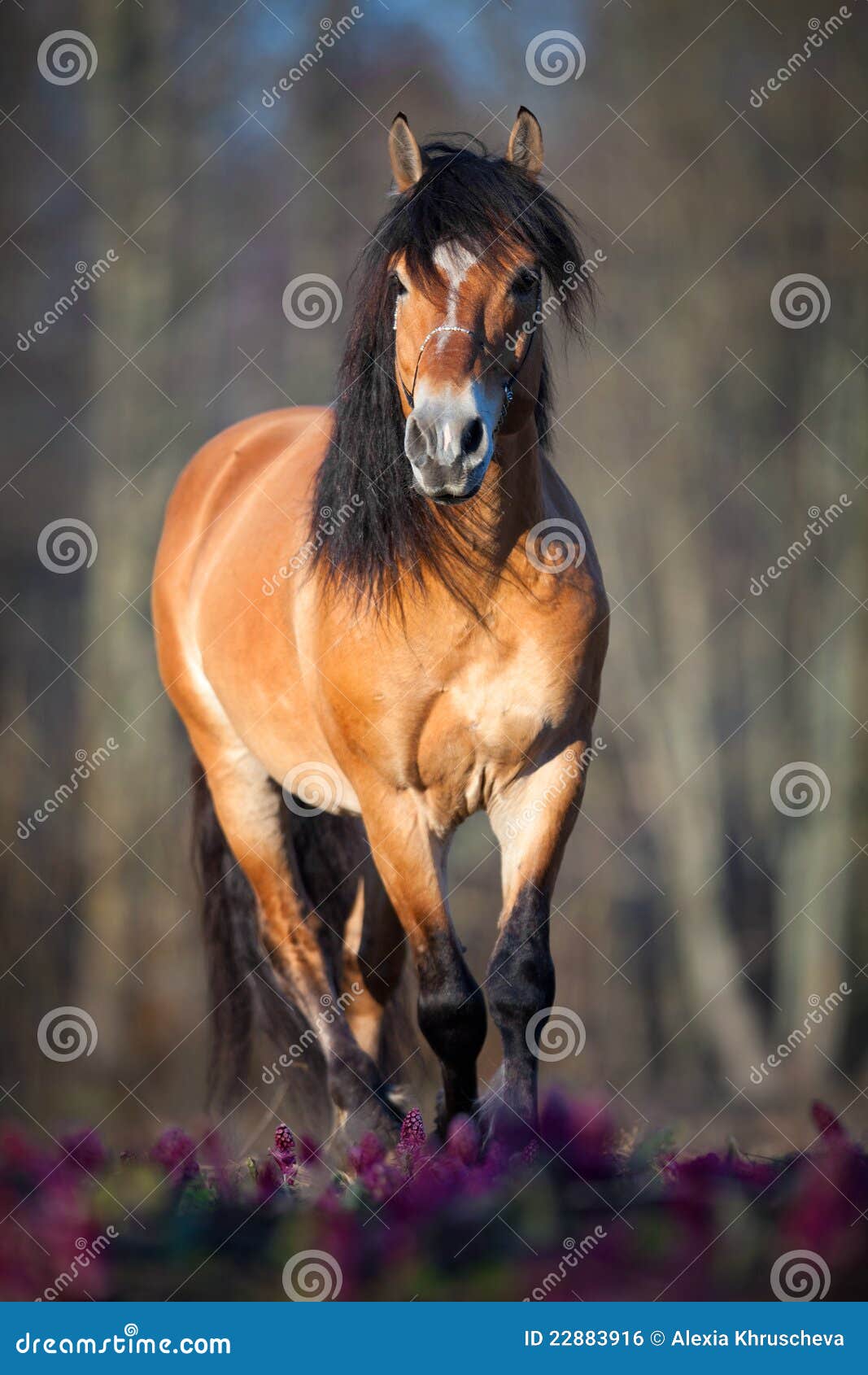 Horse in spring forest stock photo. Image of active, outside - 22883916