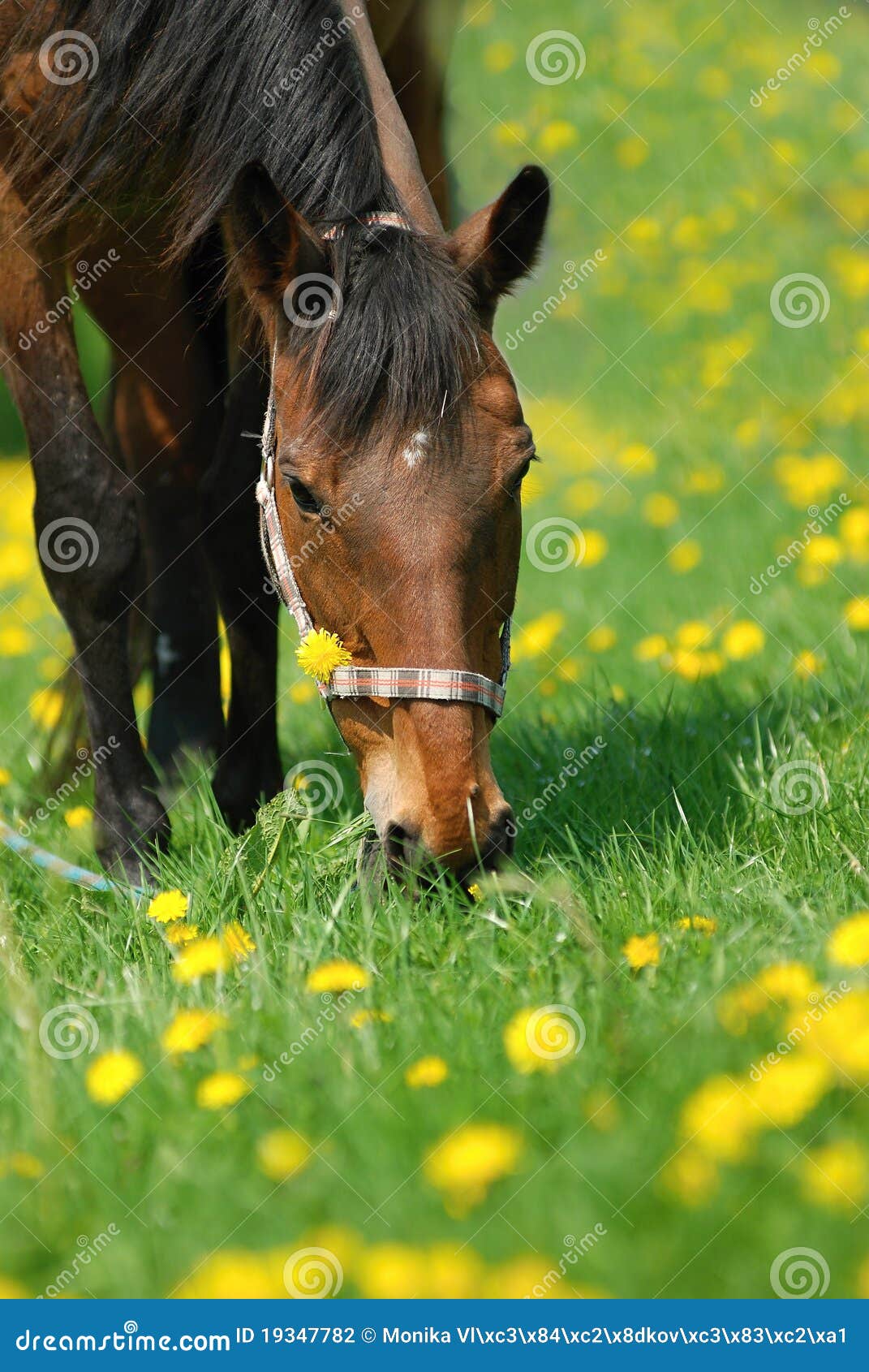 Horse in spring pasture stock photo. Image of nature - 19347782