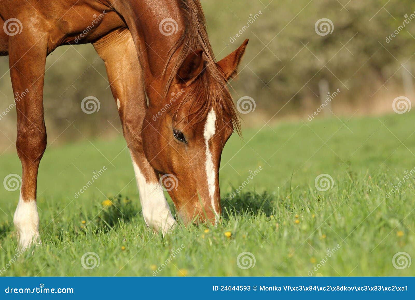 Horse in spring pasture stock image. Image of pasture - 24644593
