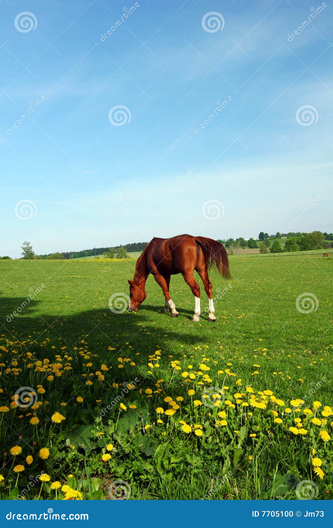 Horse at spring pasture stock photo. Image of environment - 7705100