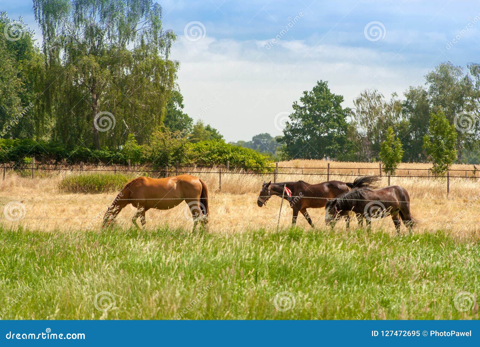 Horse in Spring Pasture. the Horse Eating the Green Grass at the Spring ...