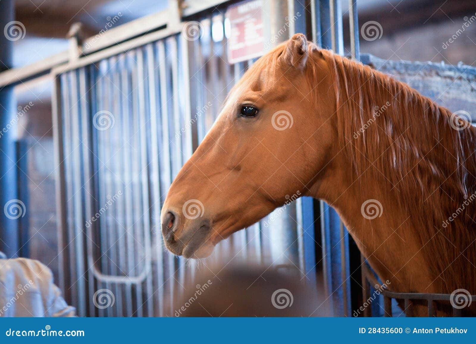 Horse in stable stock photo. Image of eyes, ready, animal - 28435600