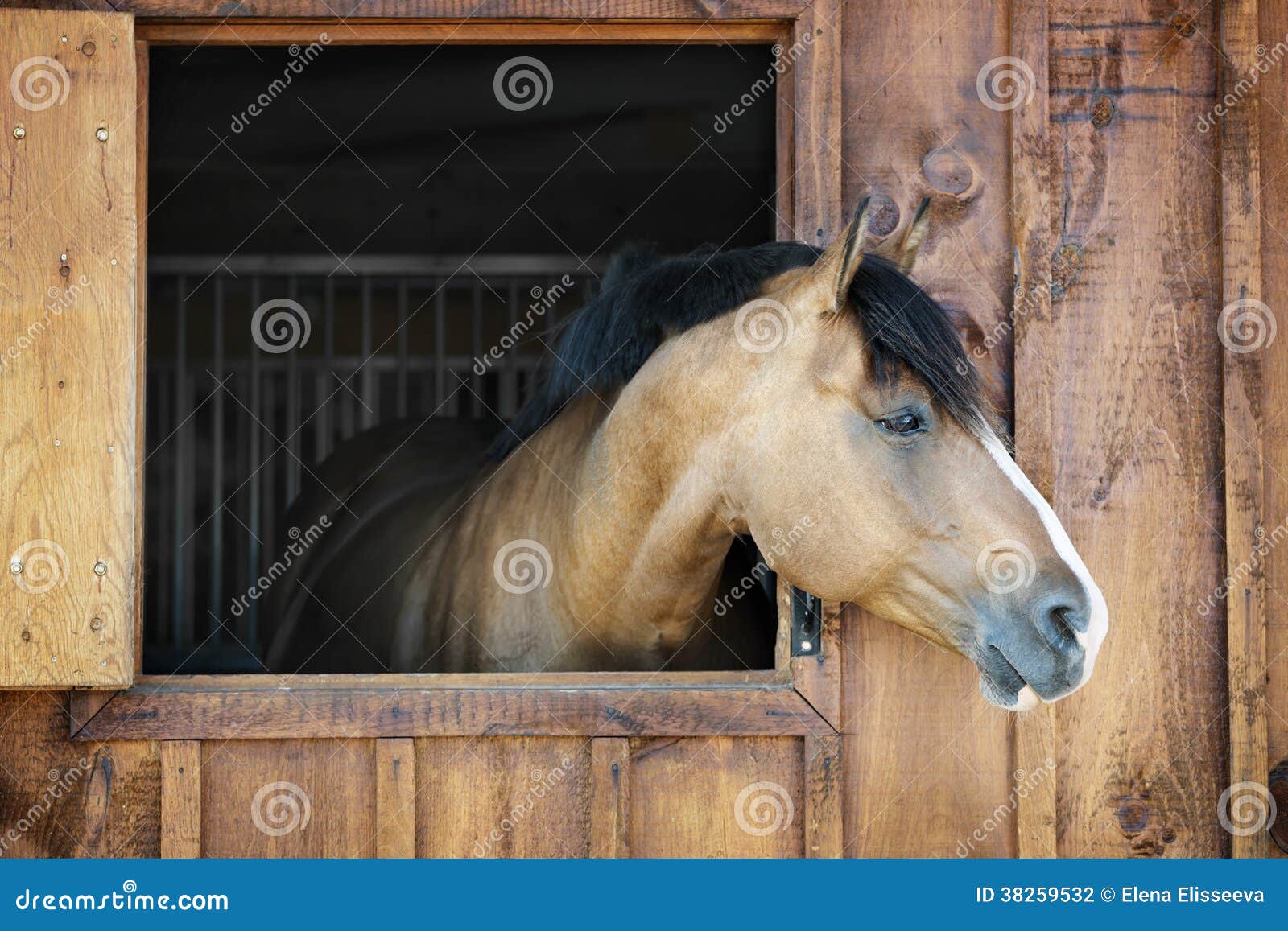 Horse in stable stock photo. Image of horse, ranch, buckskin - 38259532