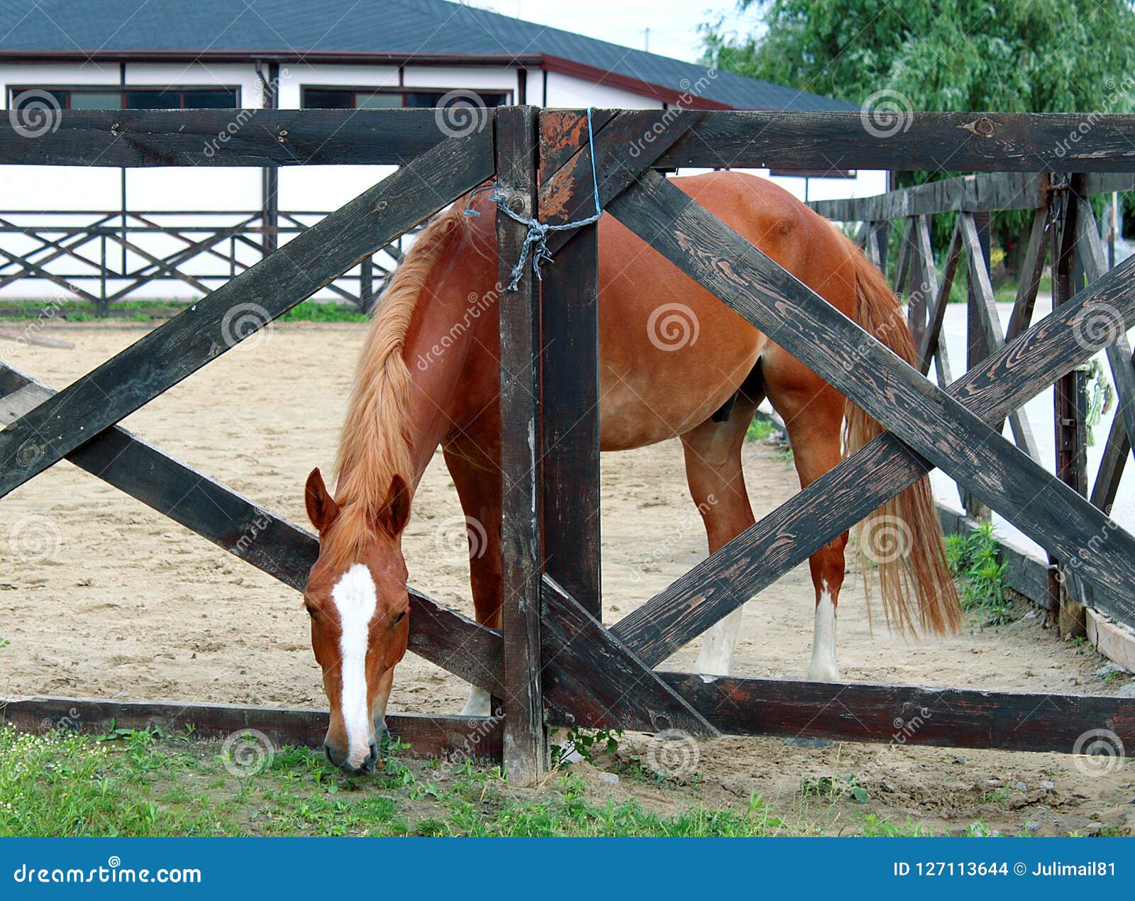 Horse in Stable on a Background of Summer Landscape Stock Photo - Image ...