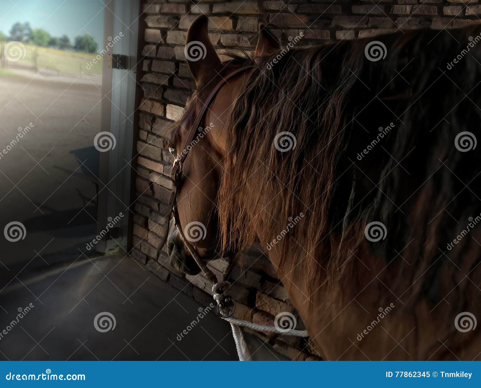 Horse in Stable stock image. Image of animal, brick, barn - 77862345