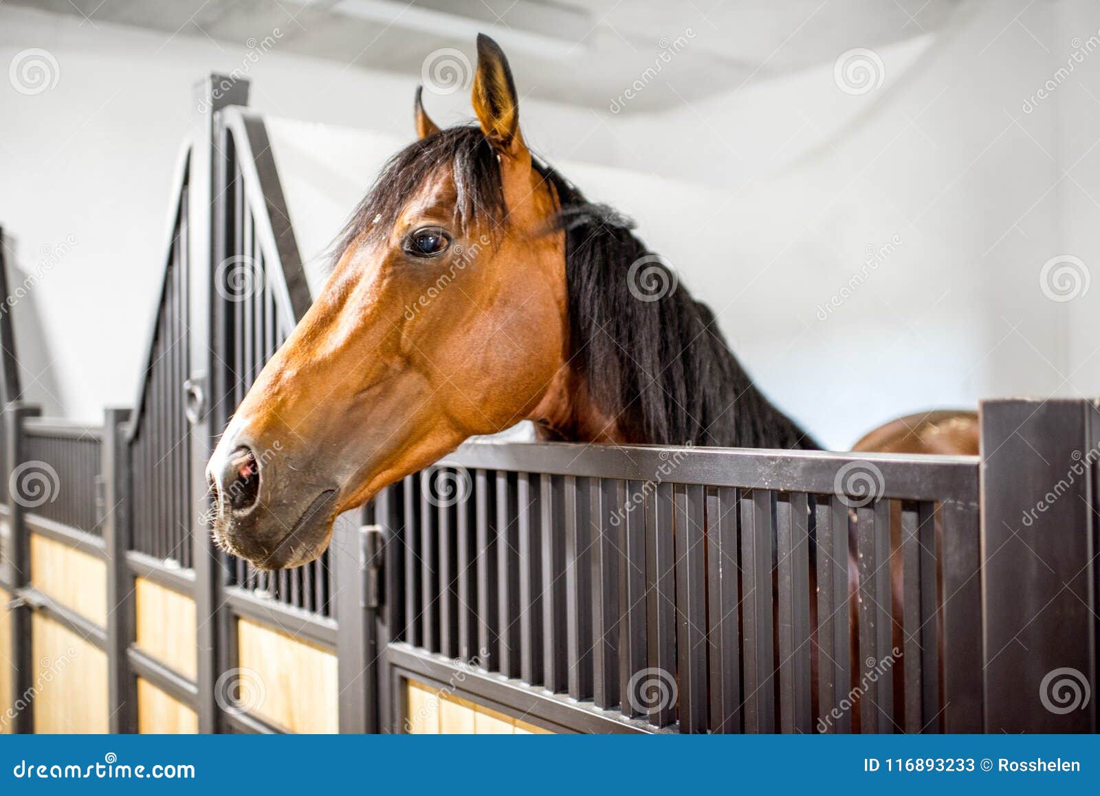 Horse in the stable stock image. Image of purebred, horses - 116893233