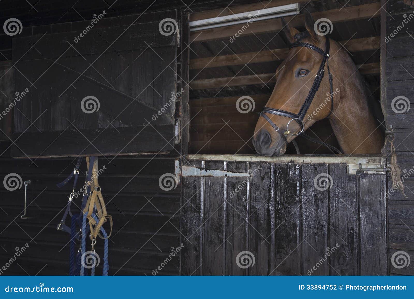 Horse in Stable stock photo. Image of indoors, working - 33894752