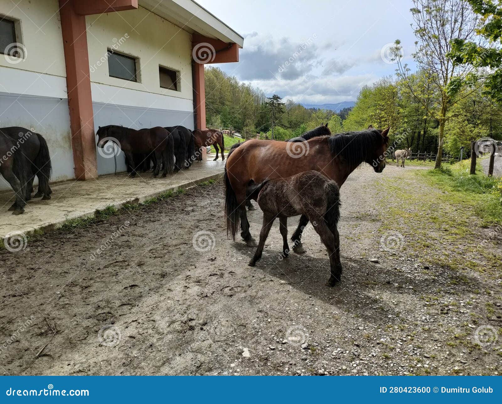 Horse Stable, Mare Nursing Her Foal Stock Photo - Image of foal, stable ...