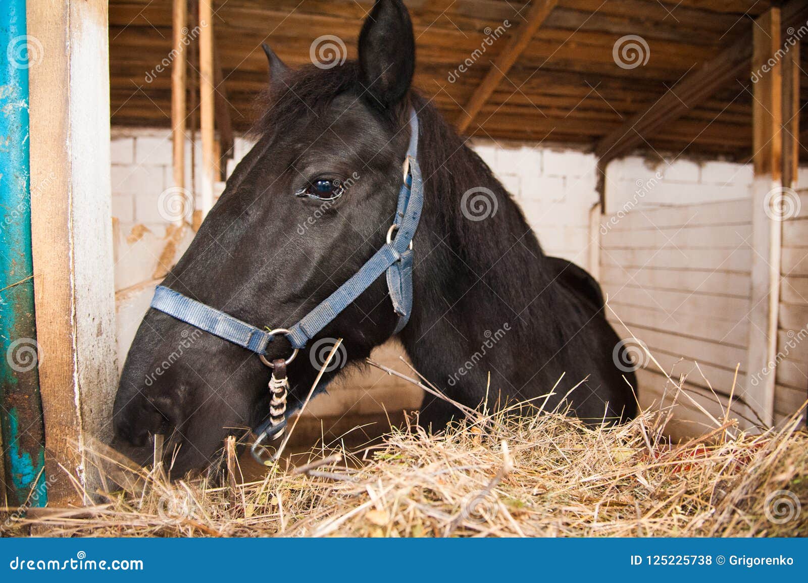 Horse in the stable stock photo. Image of stables, white - 125225738