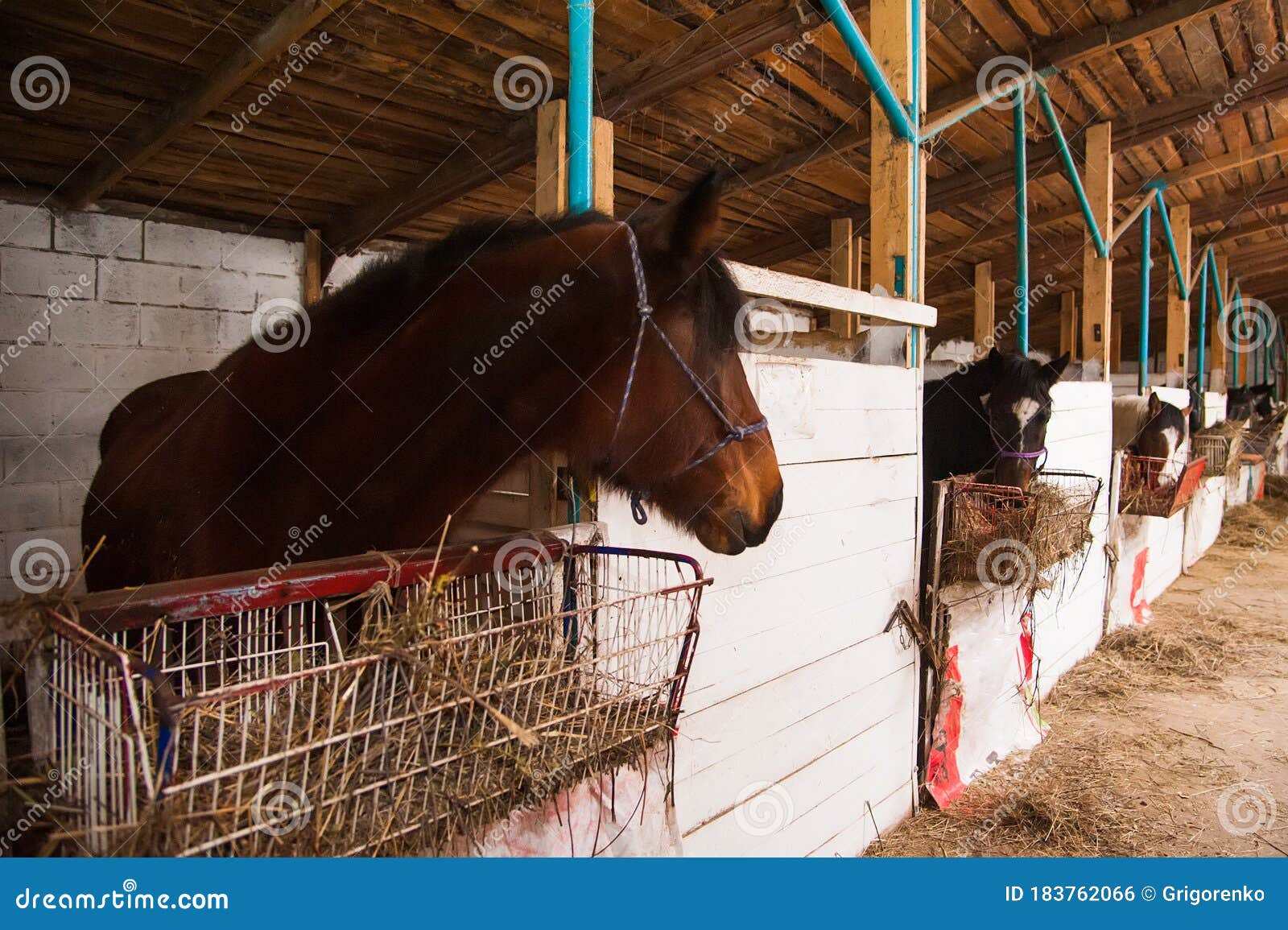 Horse in the stable stock photo. Image of paddock, ranch - 183762066