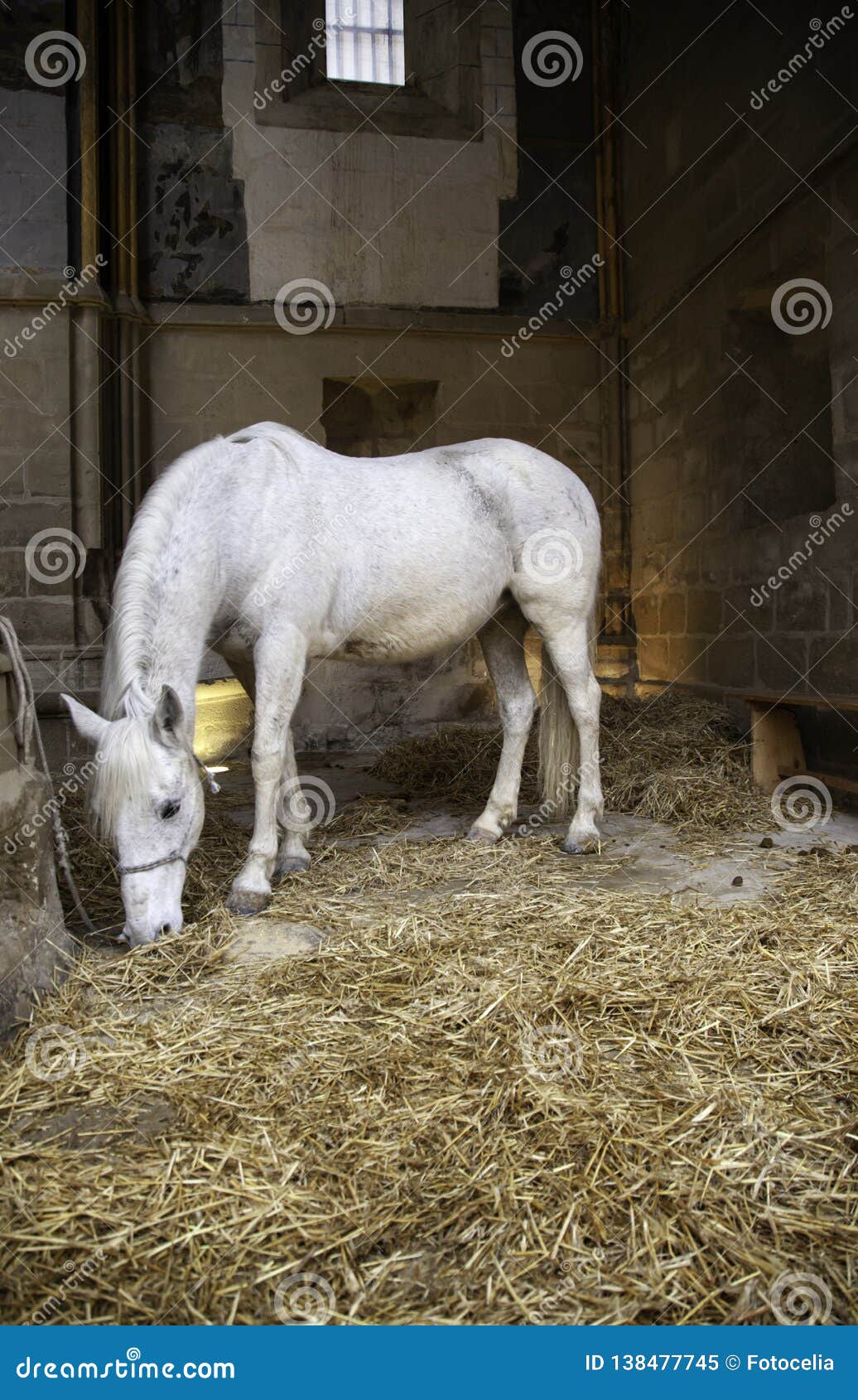 Horse in stable stock image. Image of gate, isolated - 138477745