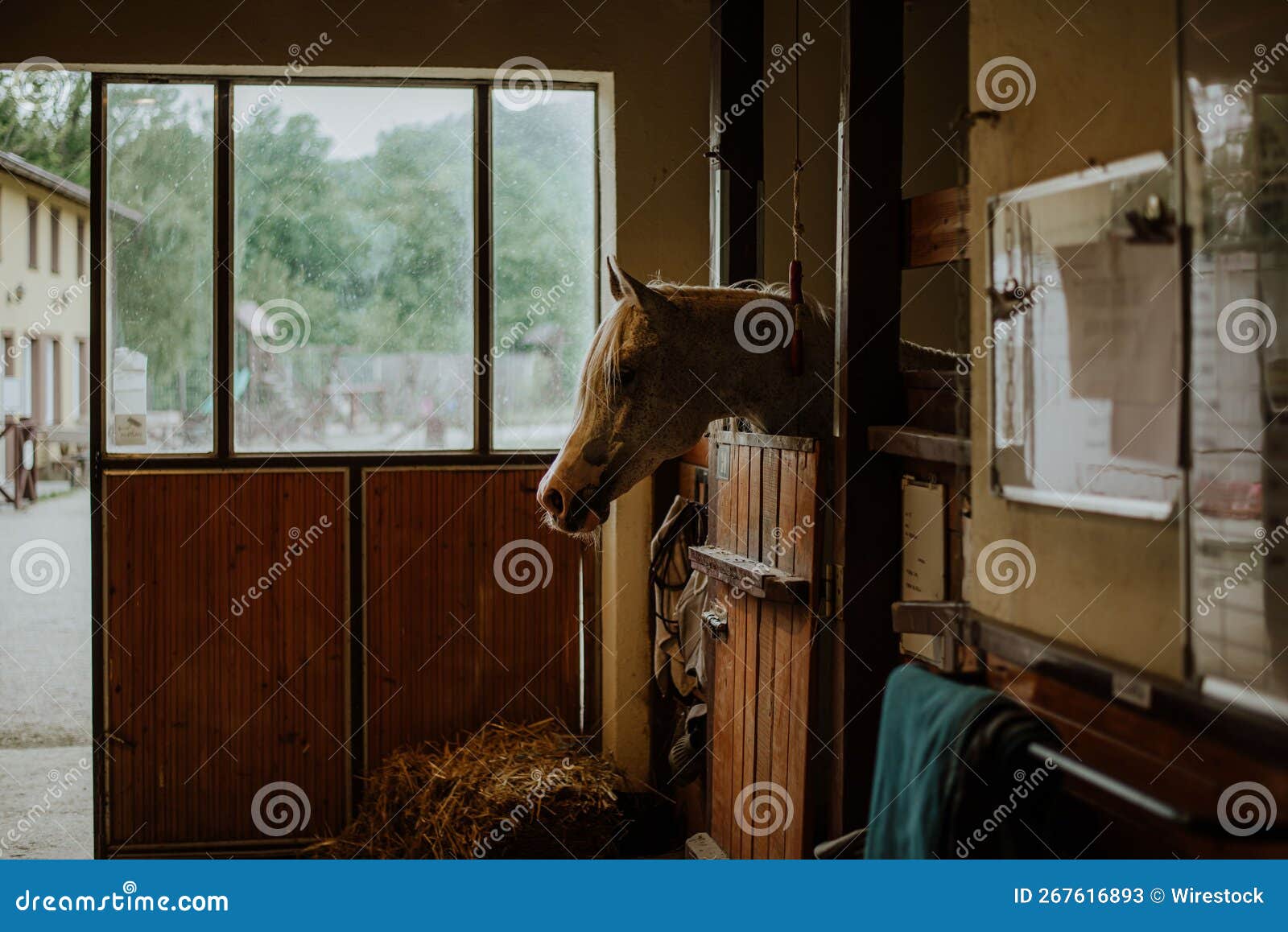 White horse in the stable stock image. Image of rural - 267616893
