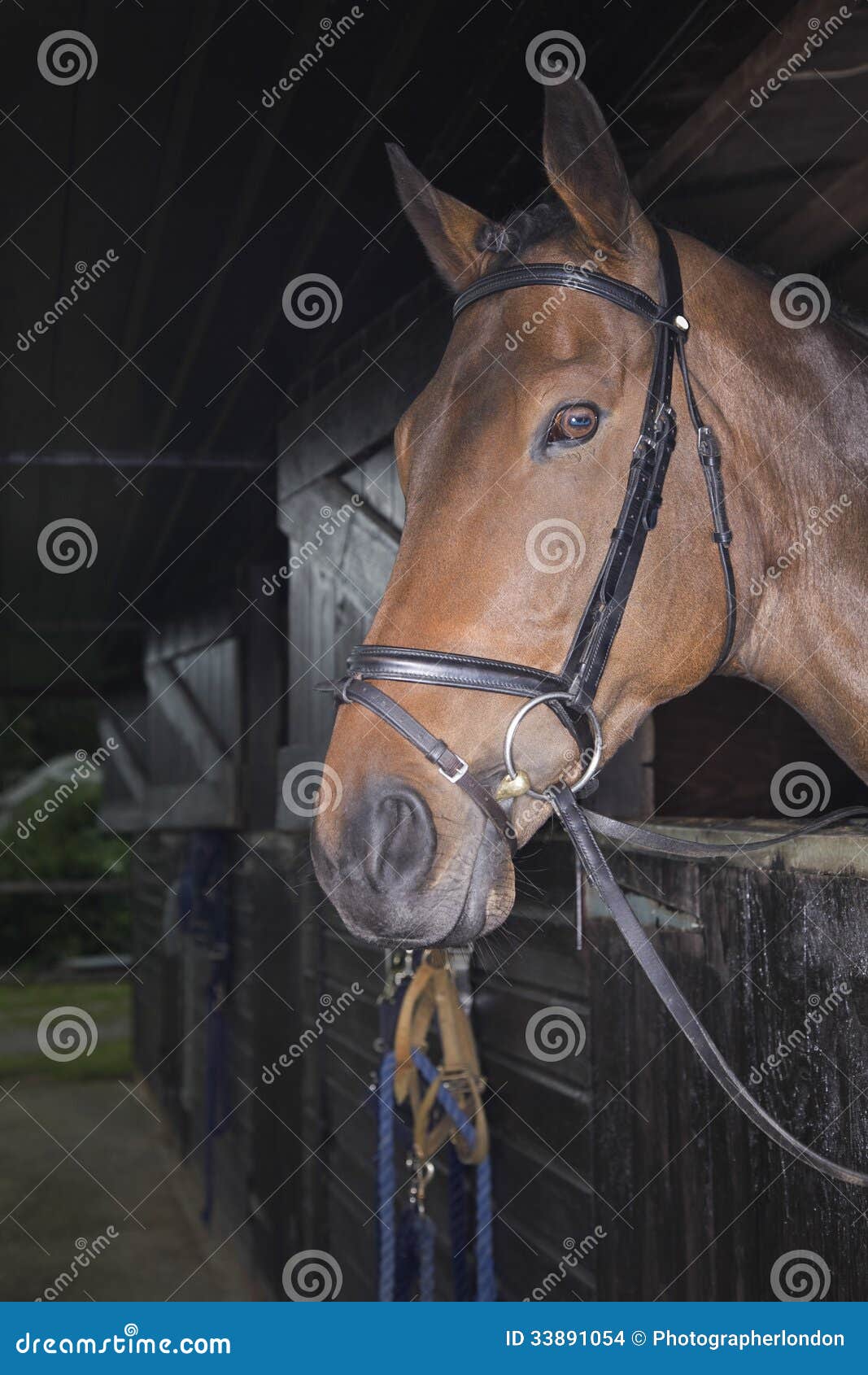 Horse in Stable stock photo. Image of view, surrey, vertical - 33891054