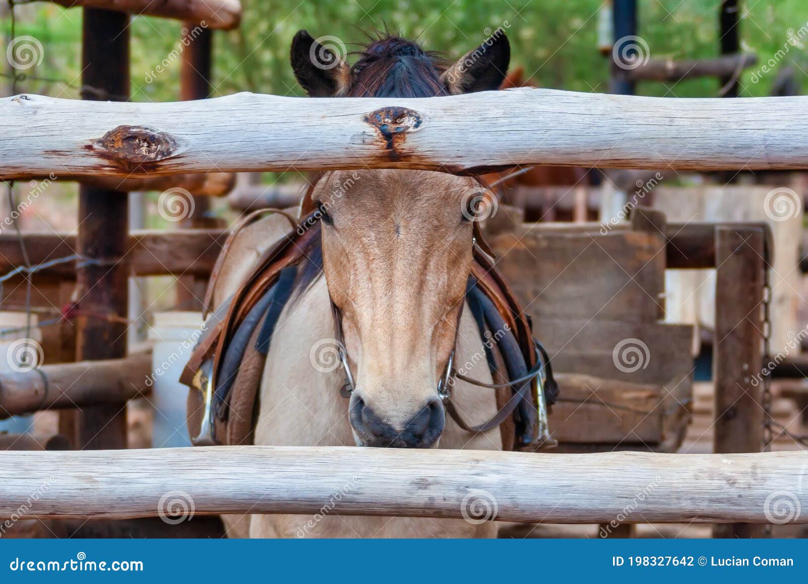 Horse in the stable stock photo. Image of classic, ranch - 198327642