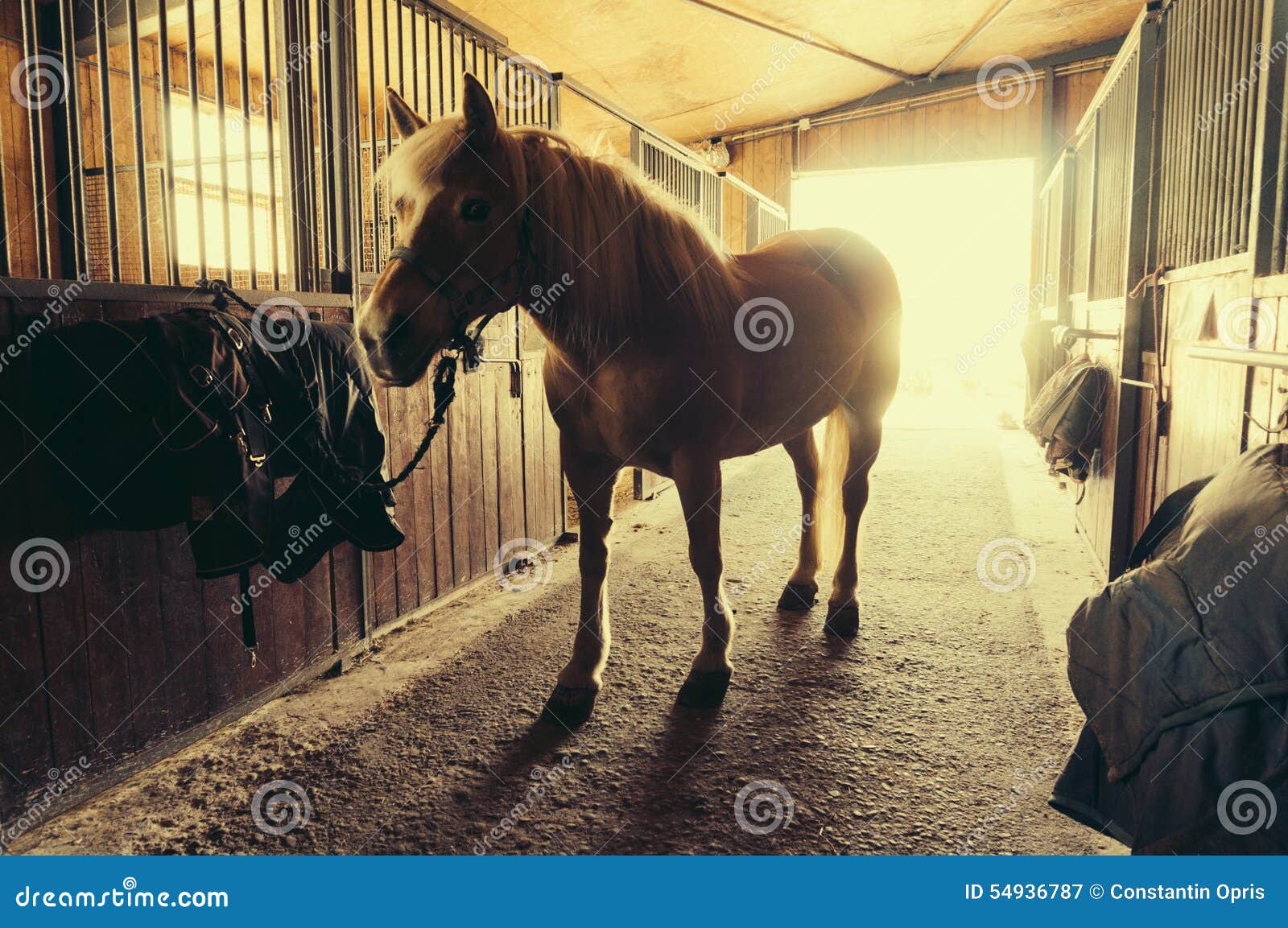 Horse in stable stock image. Image of horseback, rural - 54936787