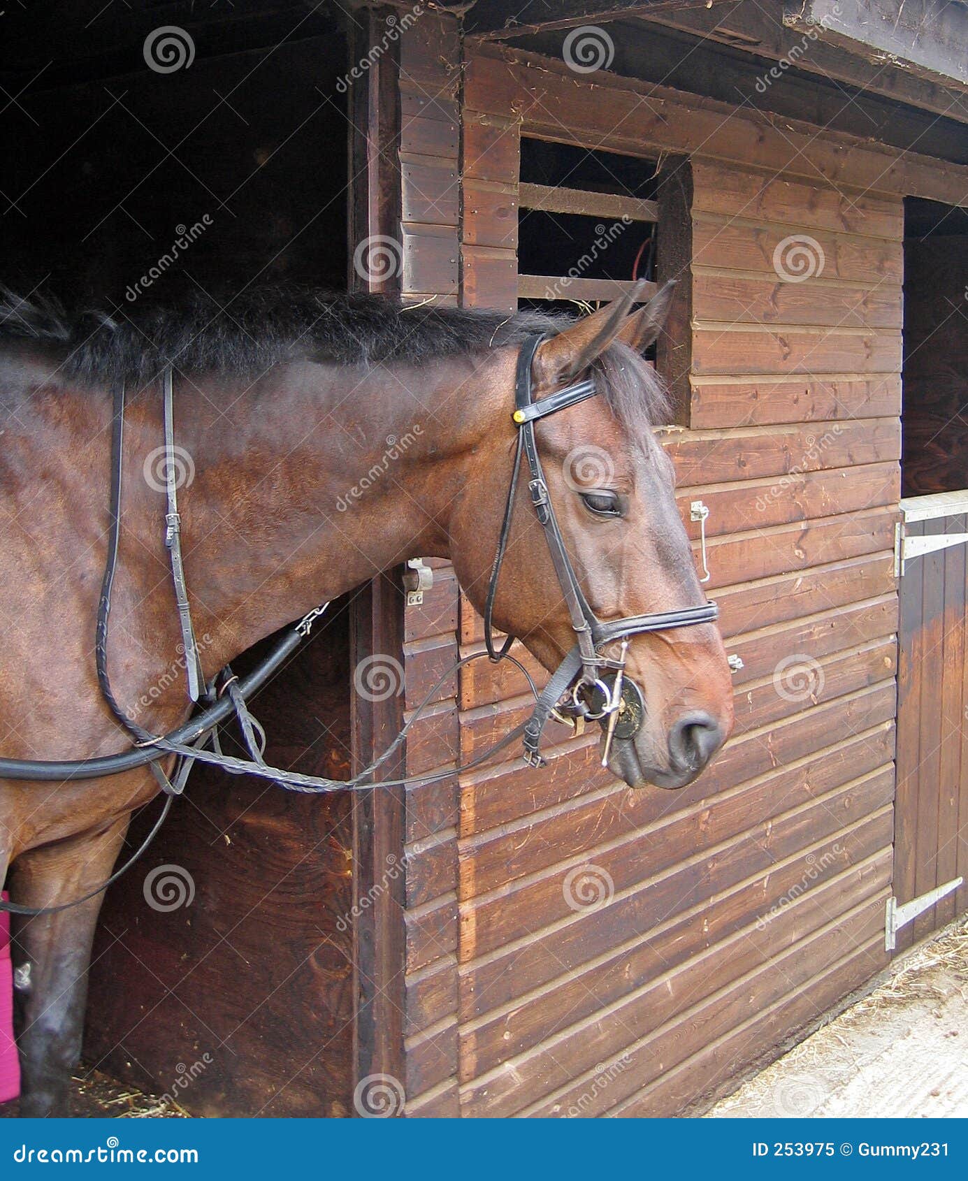 Horse in stables stock image. Image of farm, door, riding - 253975