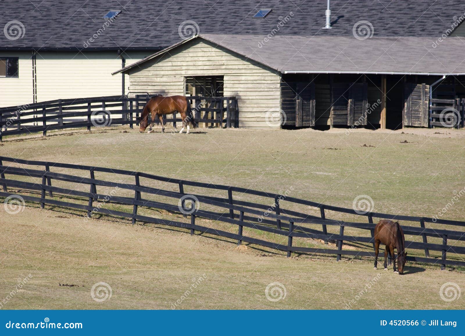 Horse Stables stock photo. Image of mare, palomino, farm - 4520566