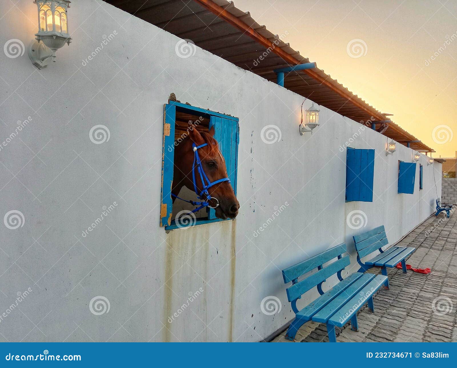 Horse Stables in Halban, Muscat, Oman Stock Image - Image of floor ...