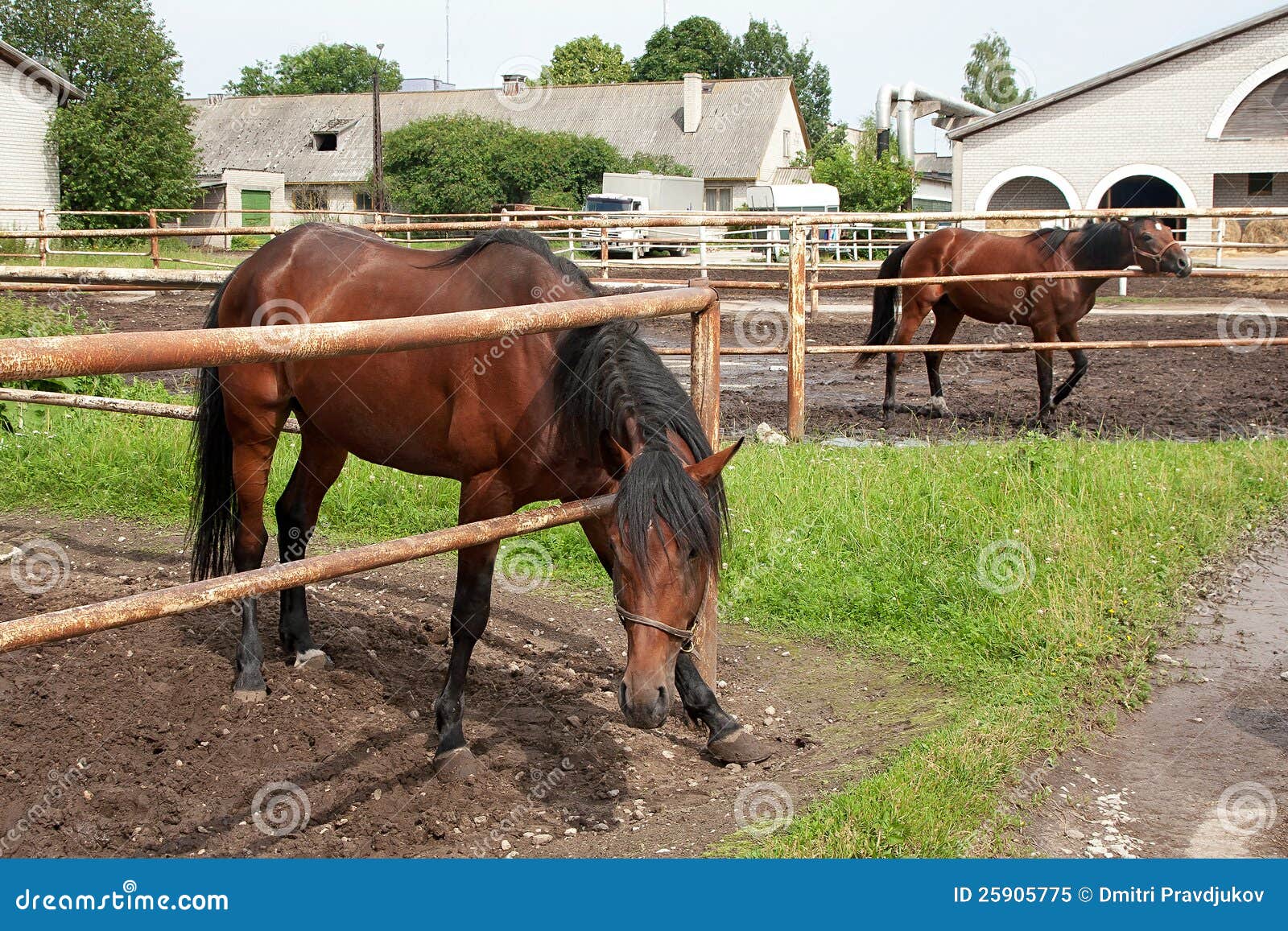 Horse in stabling stock image. Image of purebred, equine - 25905775