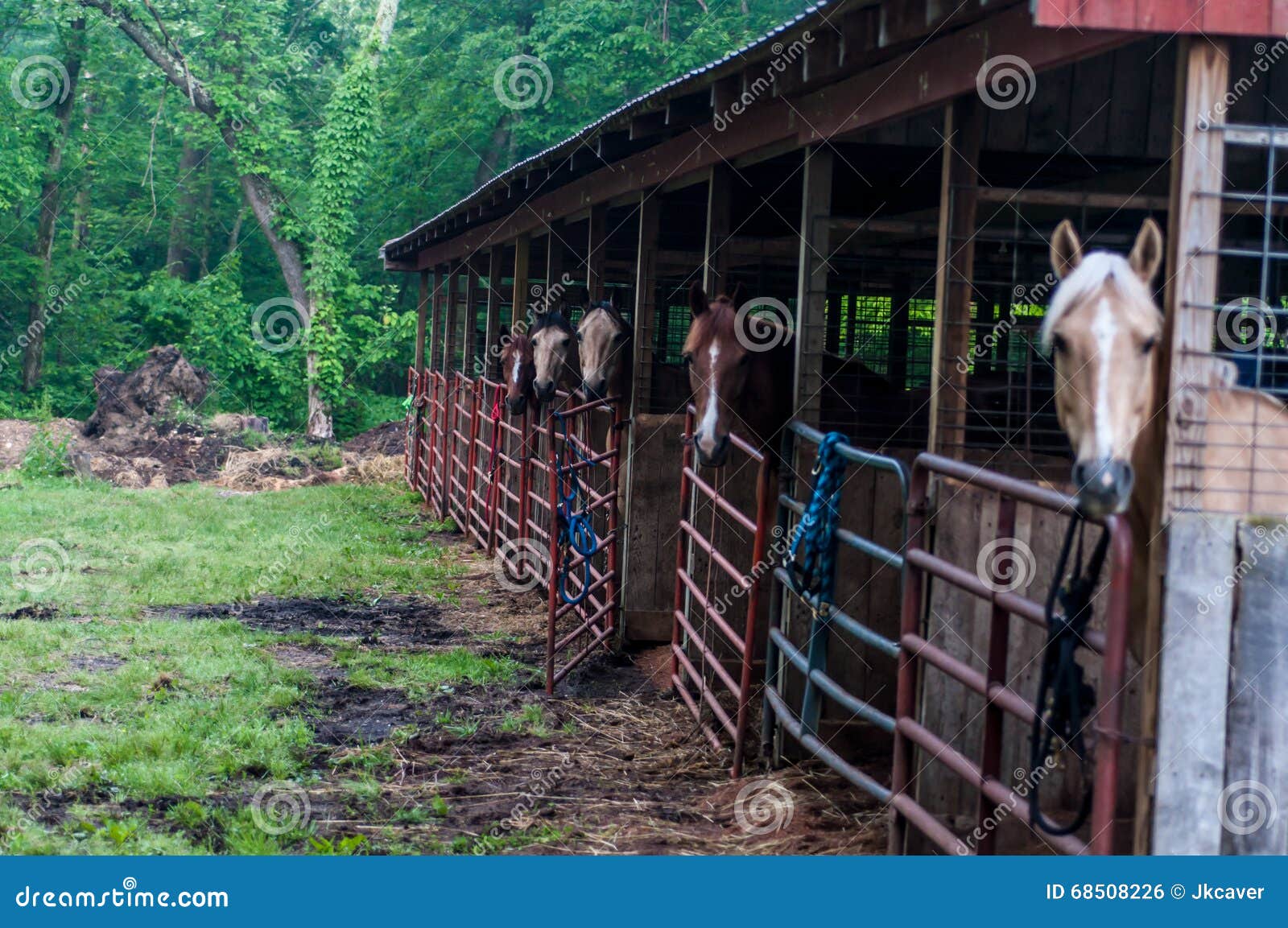 Horse stall stock photo. Image of nature, trail, horse - 68508226