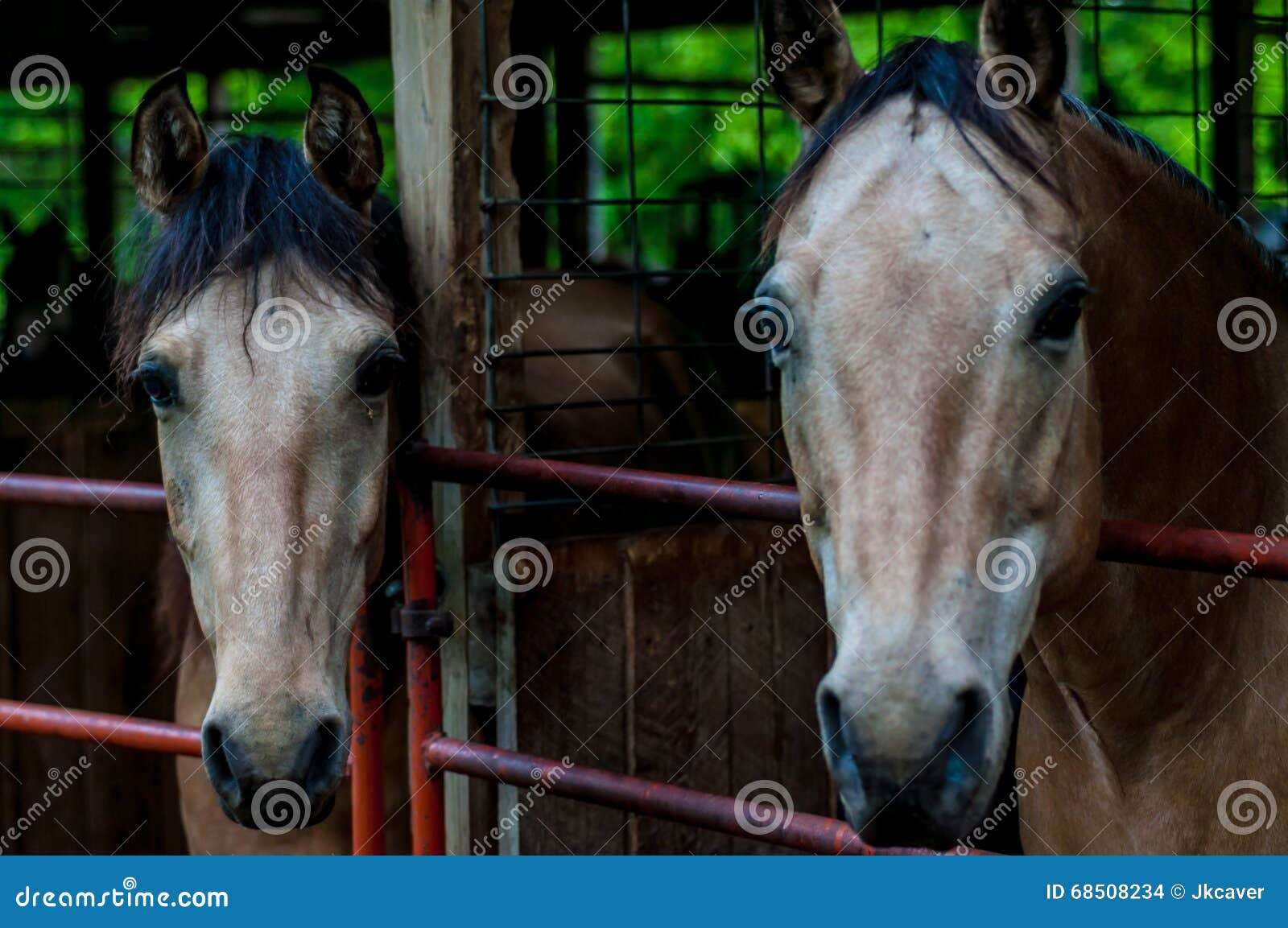 Horse stall stock photo. Image of nature, ready, barn - 68508234