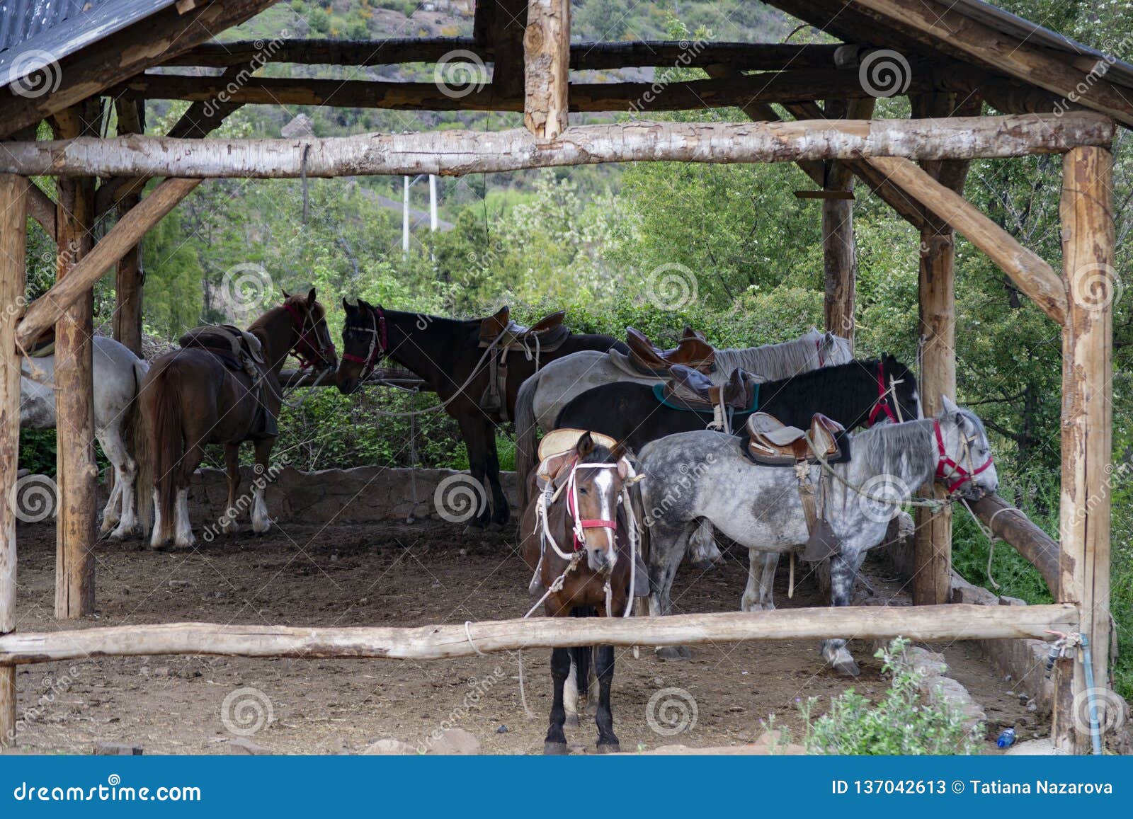 Horse in a stall stock image. Image of purebred, mammal - 137042613