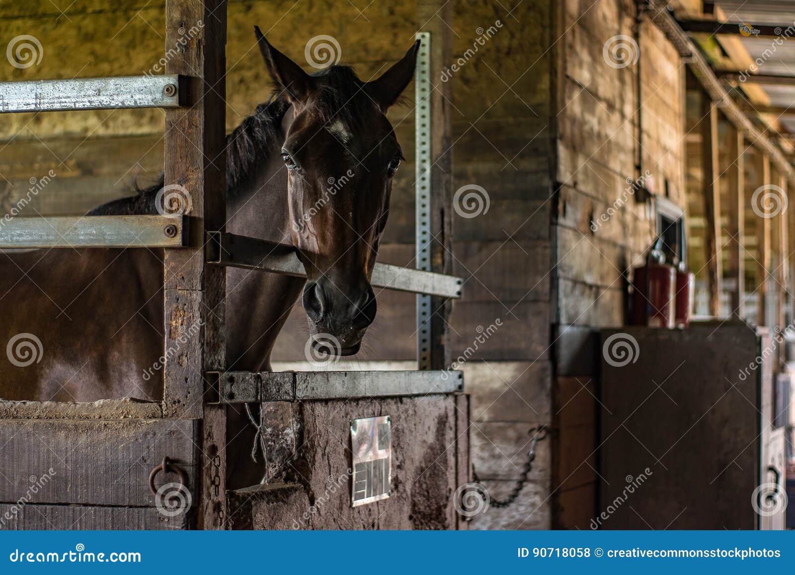 Horse In Stall Picture. Image: 90718058