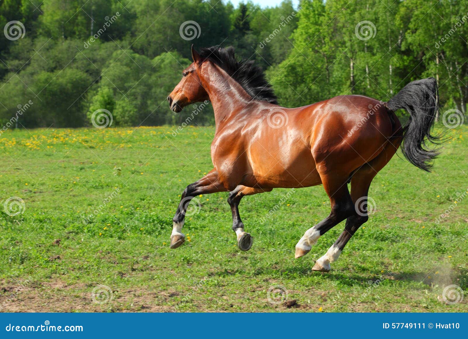 Horse Stallion Galloping in the Field Stock Image - Image of nature ...