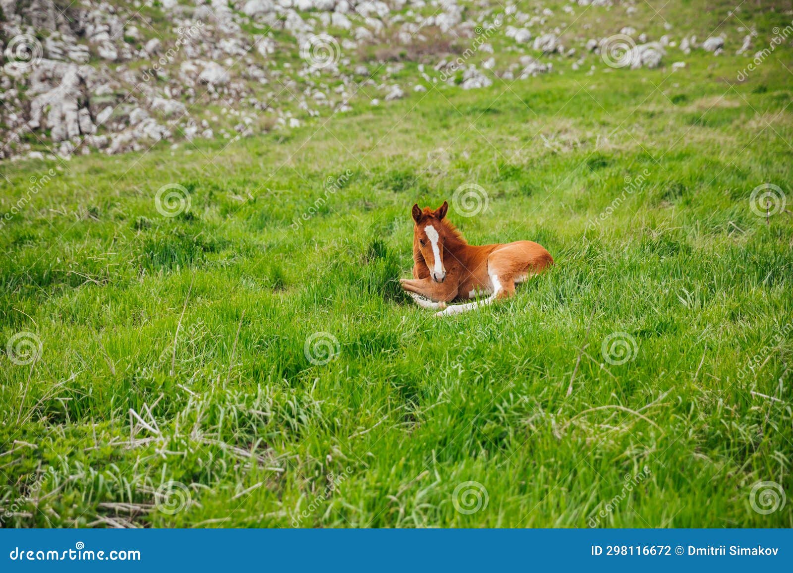 Young Horse Stallion Lying Resting in Green Grass Stock Photo - Image ...