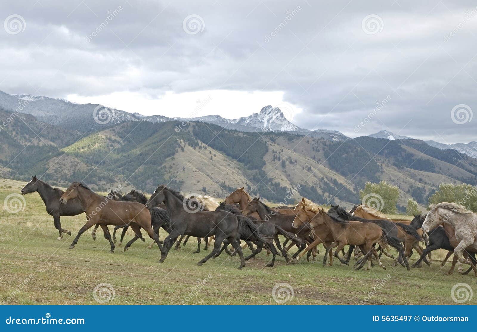 Horse stampede stock image. Image of ranch, stampeding - 5635497