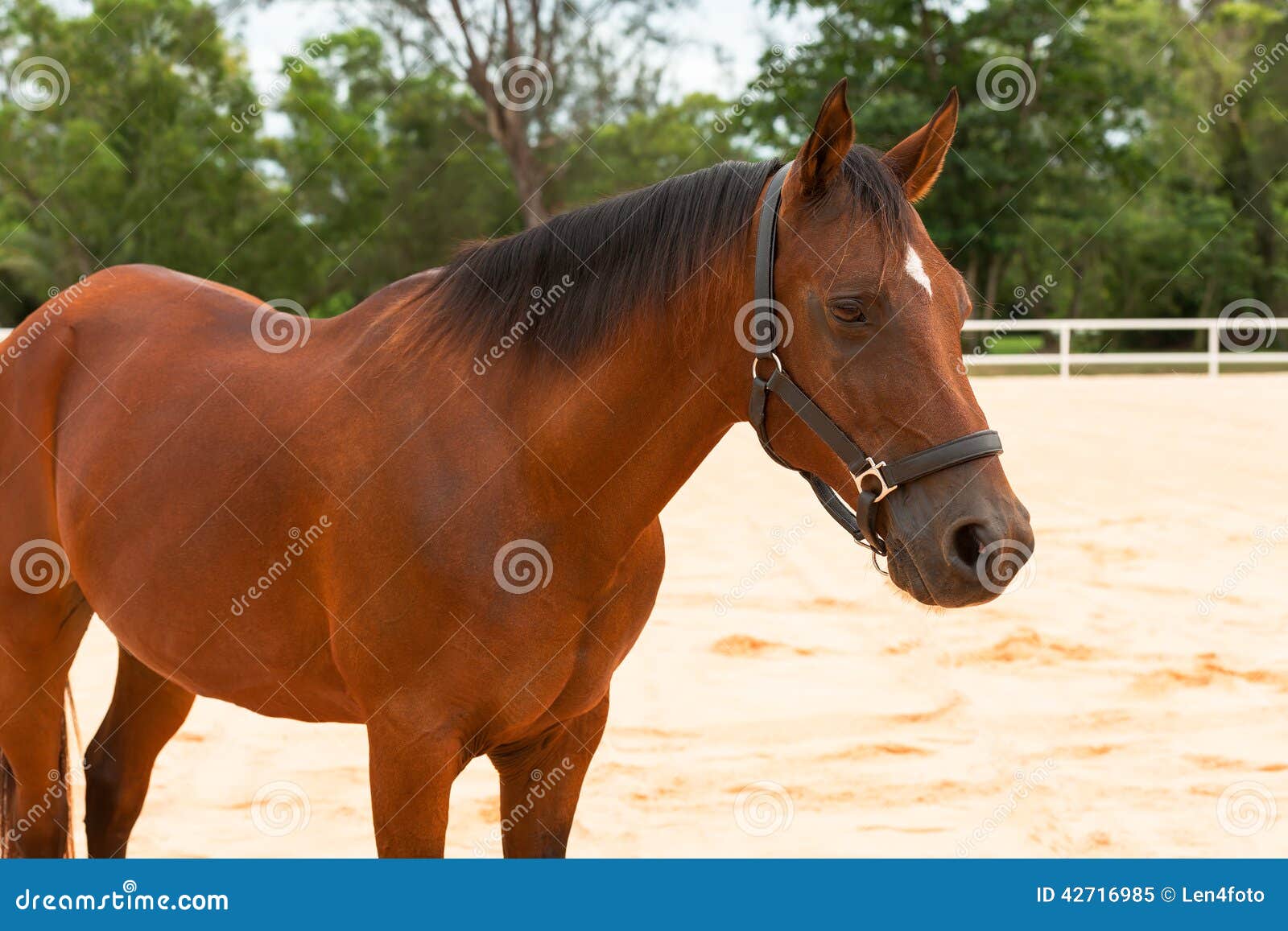 Horse standing stock image. Image of livestock, outdoors - 42716985